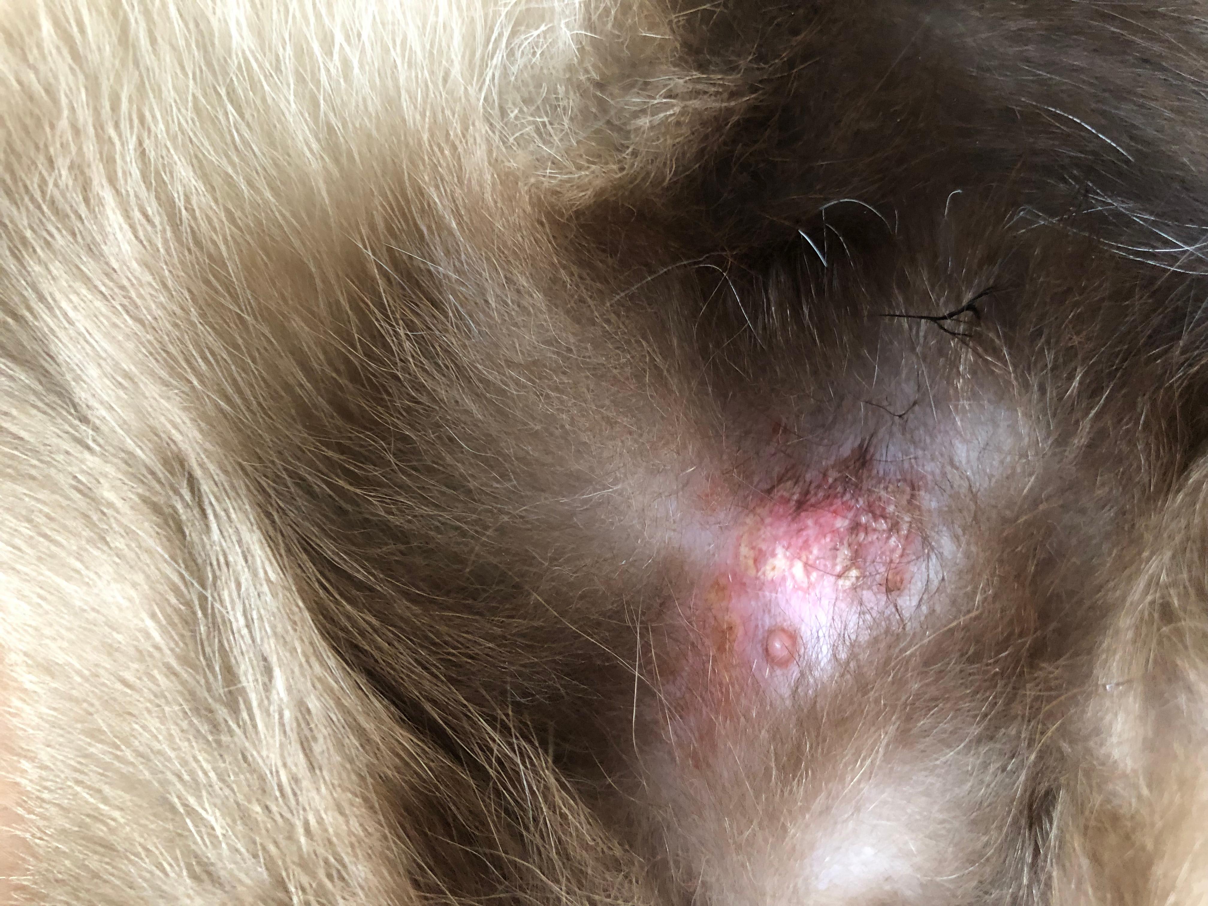 Why won't my indoor cat's single skin scab heal? Find answers | Petco