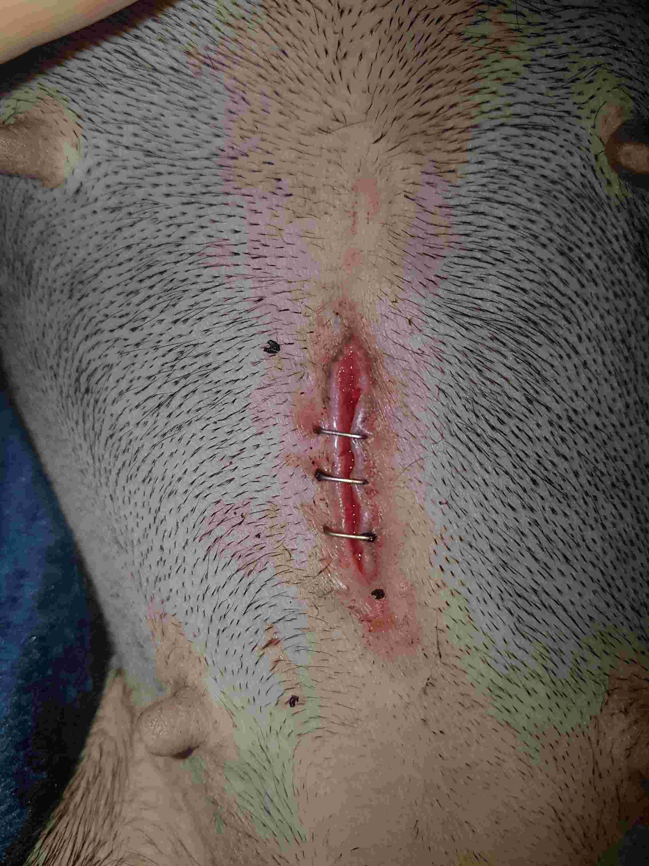 Why is my dog's spay incision black with pus and not healing? | Petco