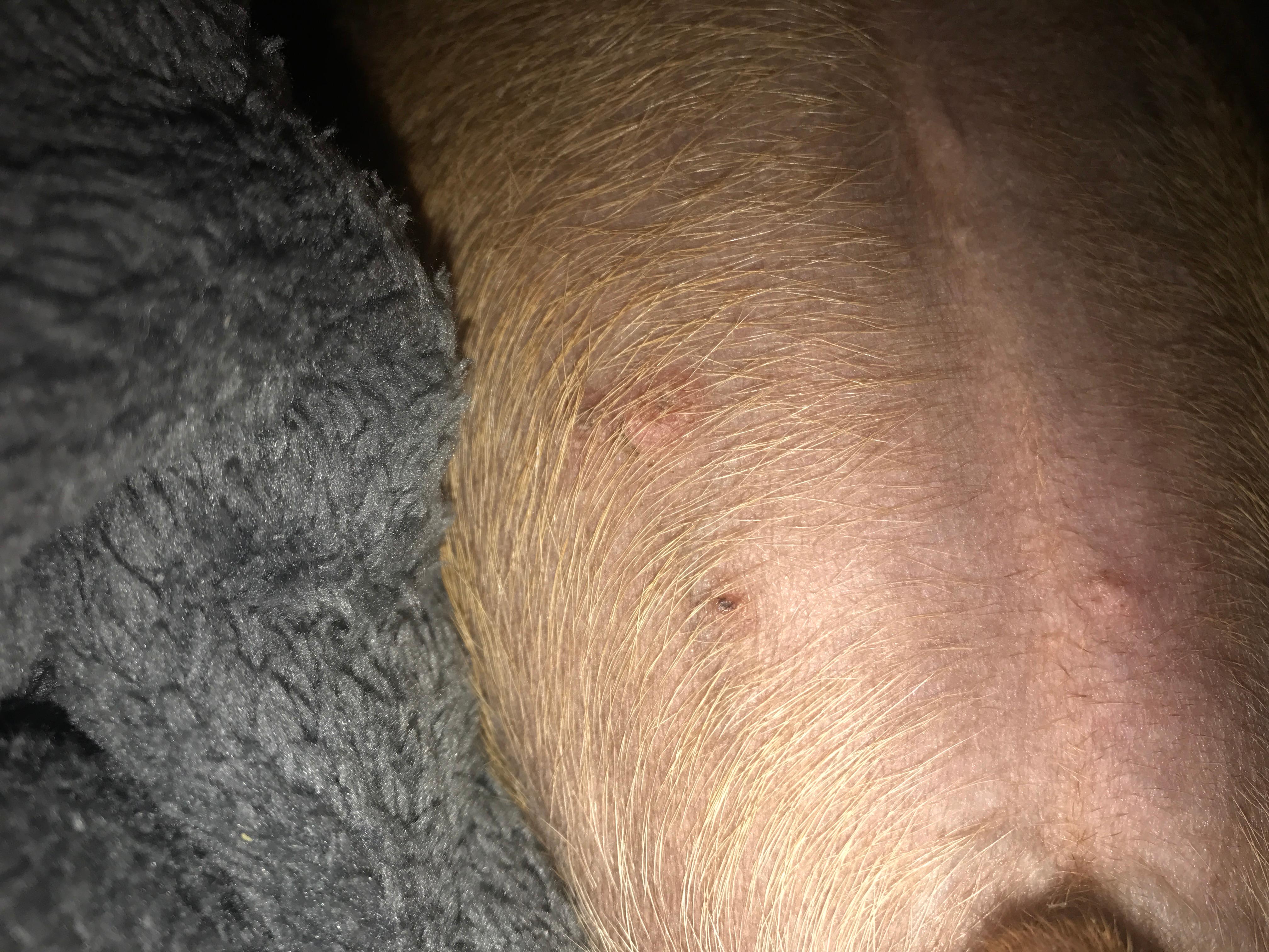 Why Does My Dog Get Scabs on His Belly That Heal Fast? | Petco