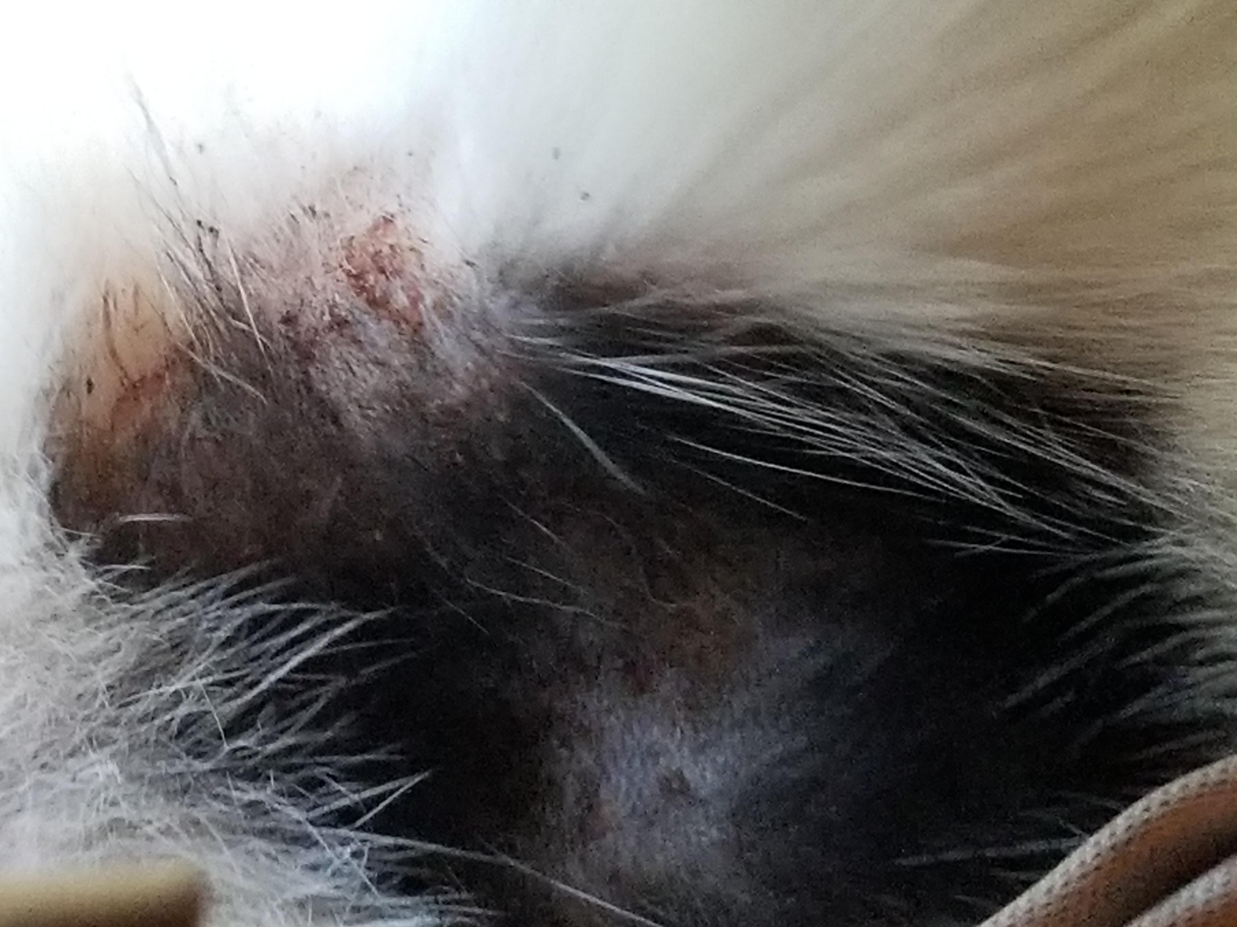 My cat has scabs, is losing fur, and won't eat. What should I do? | Petco