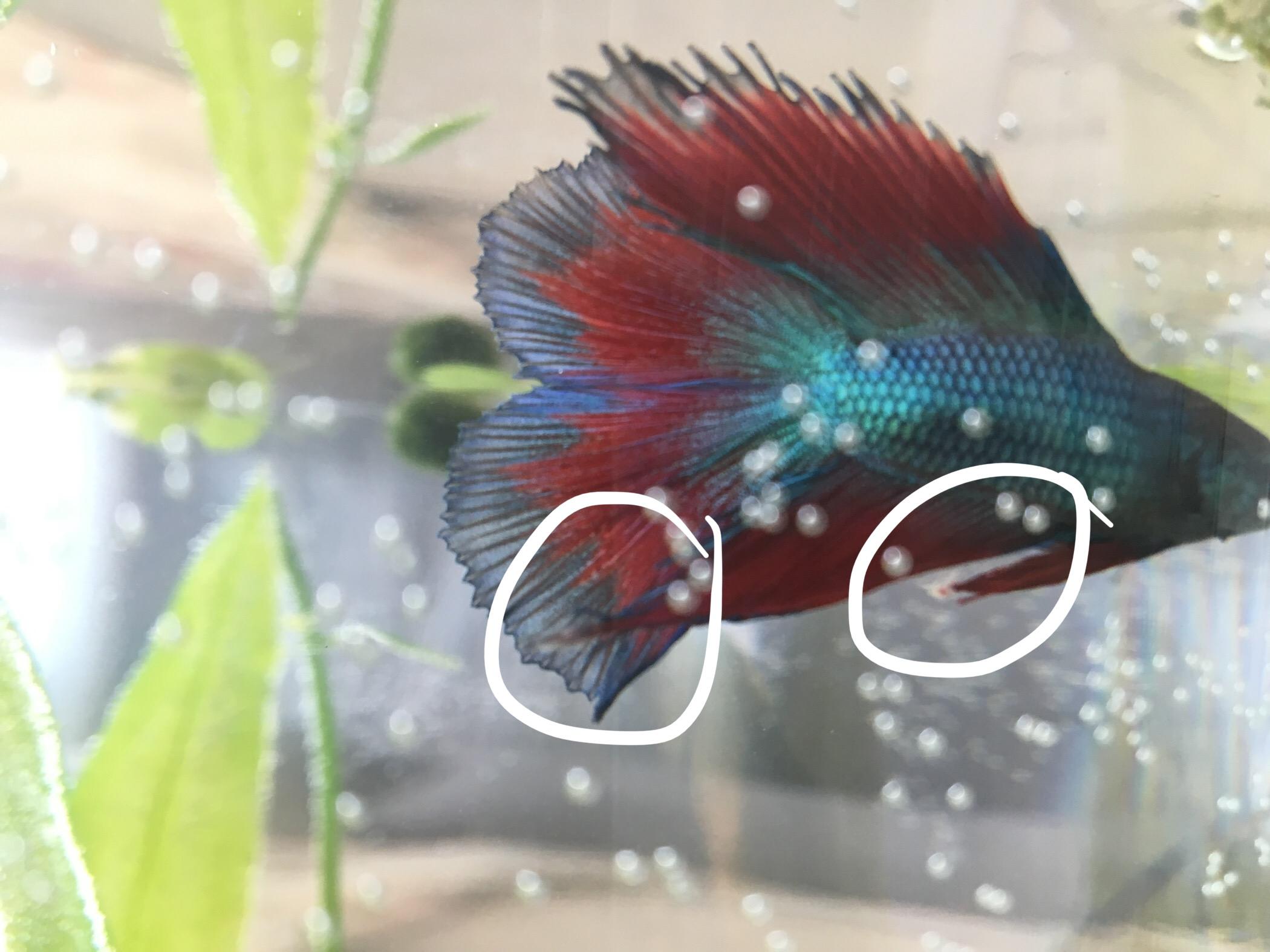 What's Wrong with My Betta's Fins? Cotton Fin or Torn? | Petco