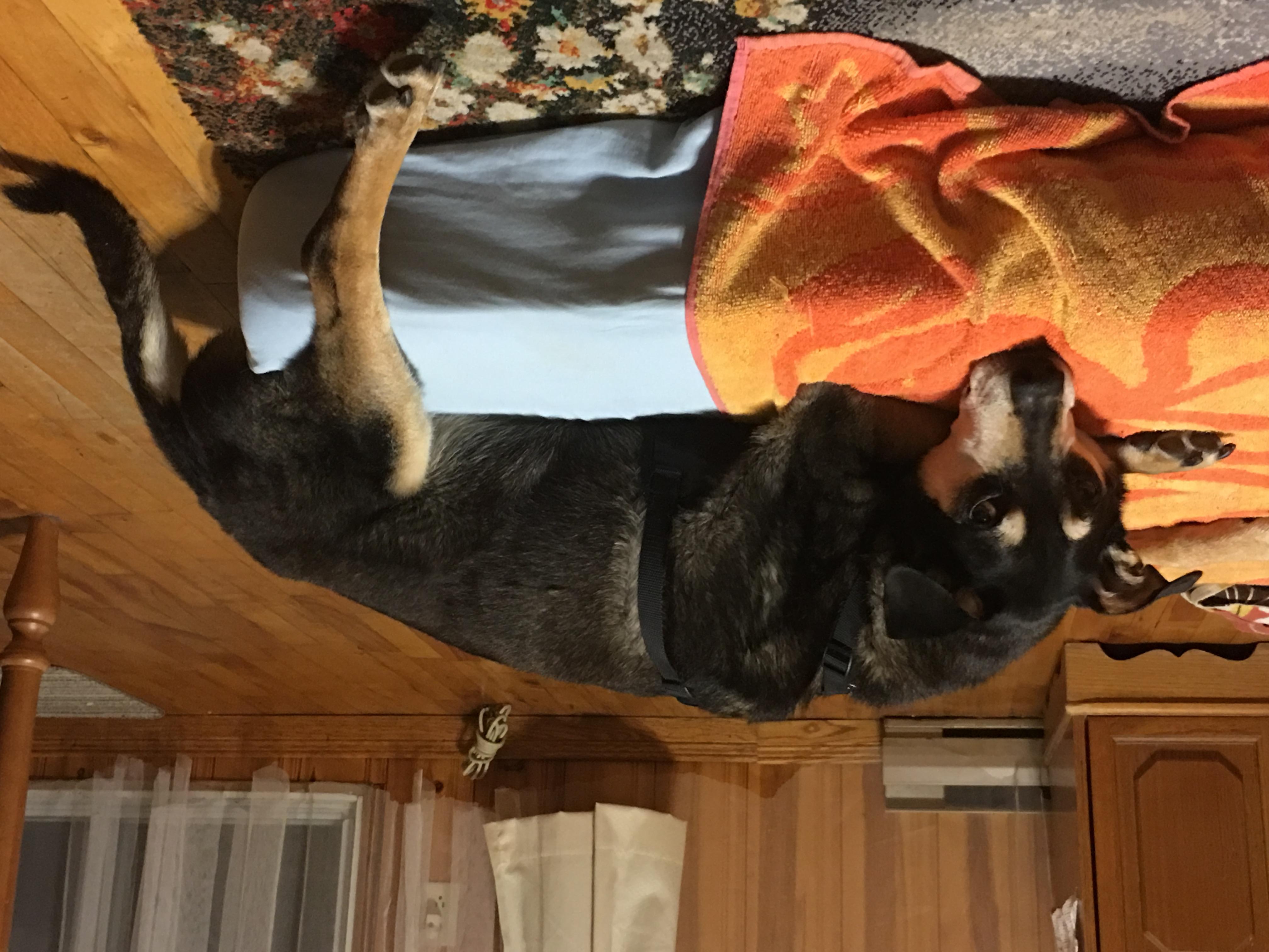 Senior Dog Labored Breathing, Cough, Gagging: What to Do? | Petco