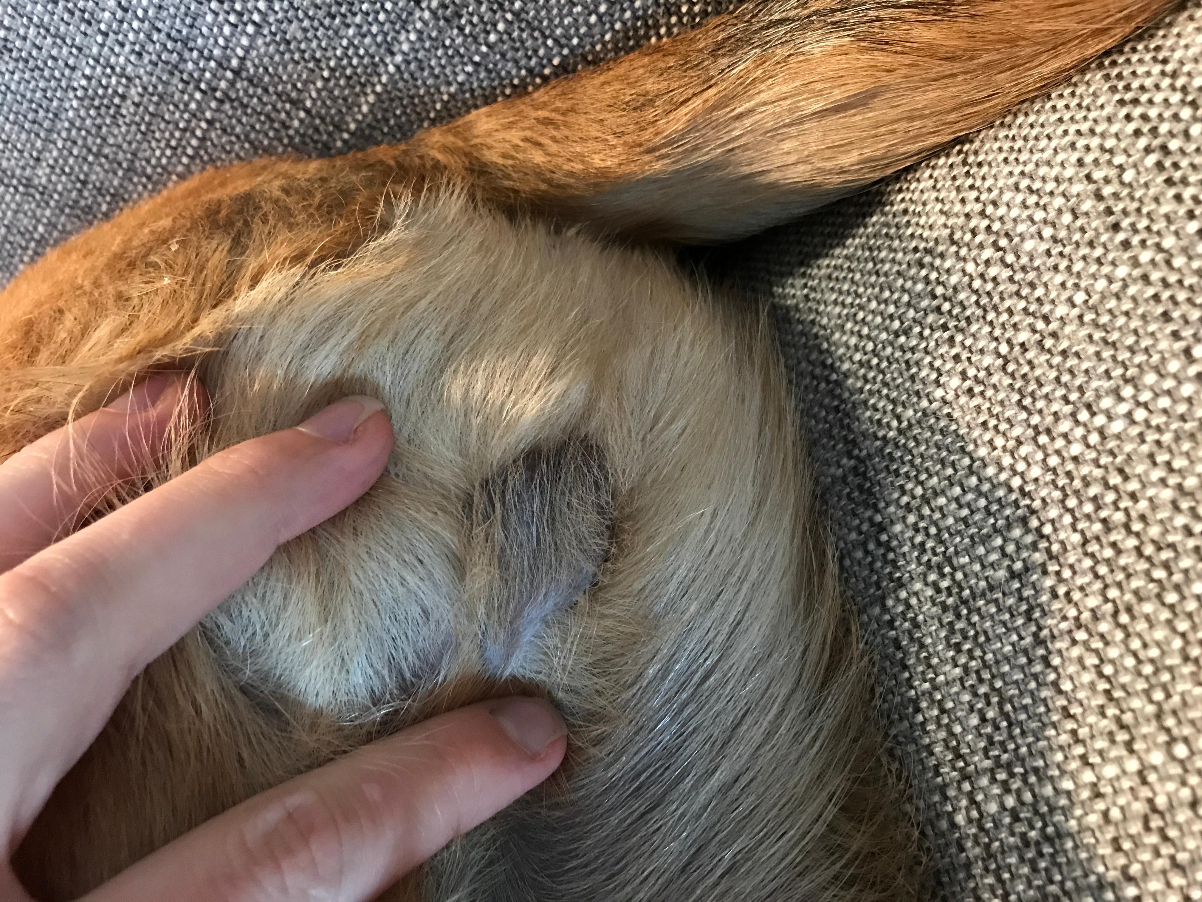 Puppy's Testicles Not Dropped? Worry or Wait for Neuter? | Petco