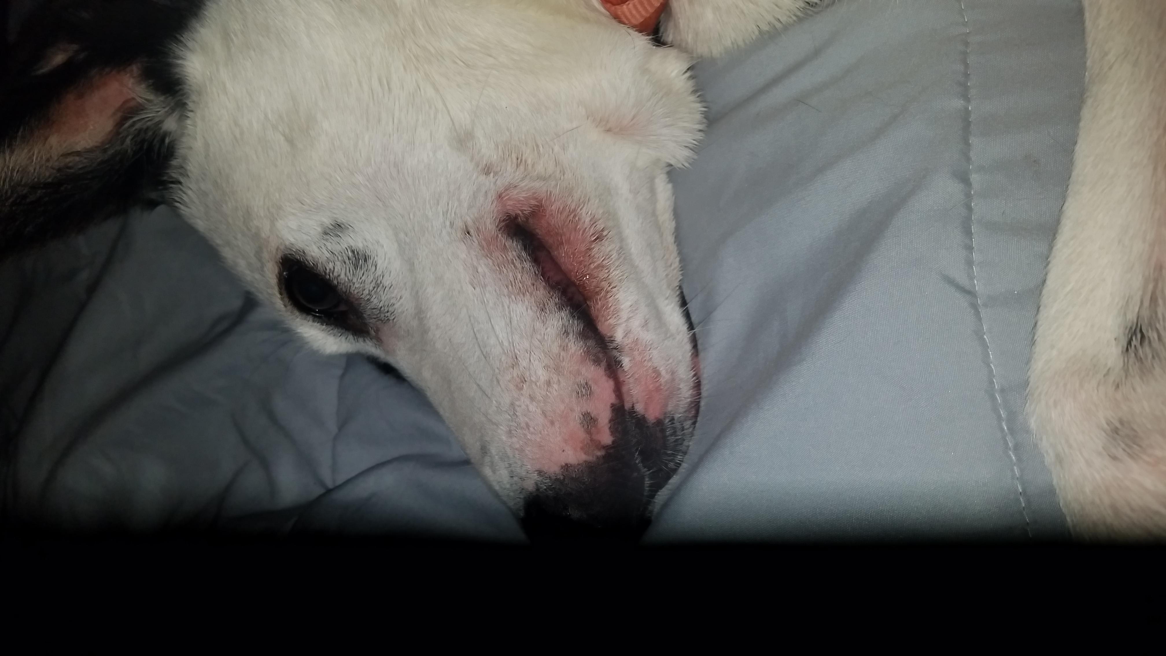 My dog has a red rash with pustules on mouth & paws. What is it? | Petco