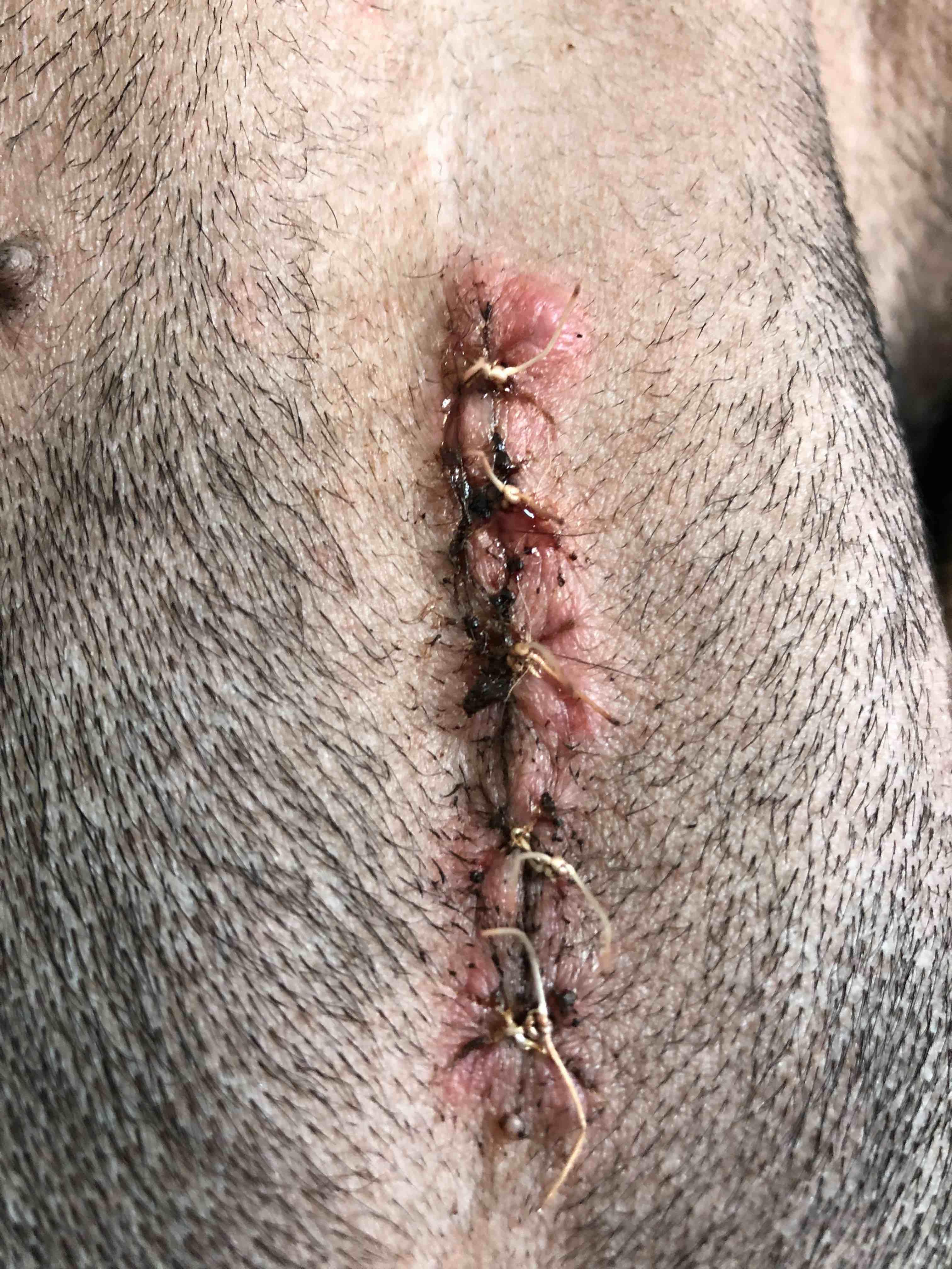 My dog's spay incision is red & bleeding, not bothered. Is it okay? | Petco