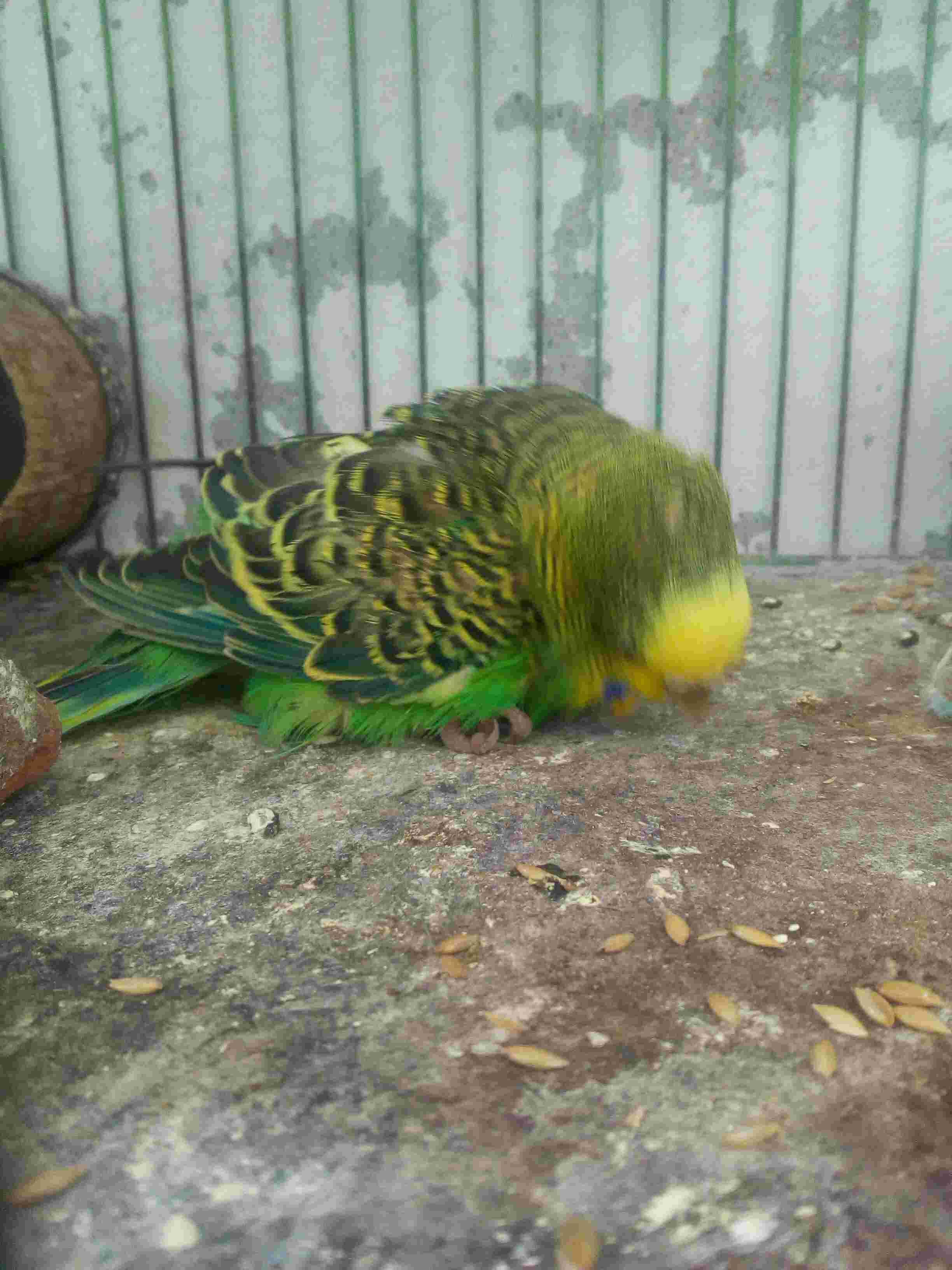 Why is My Parakeet Shaking & Not Moving Her Bent Foot? | Petco