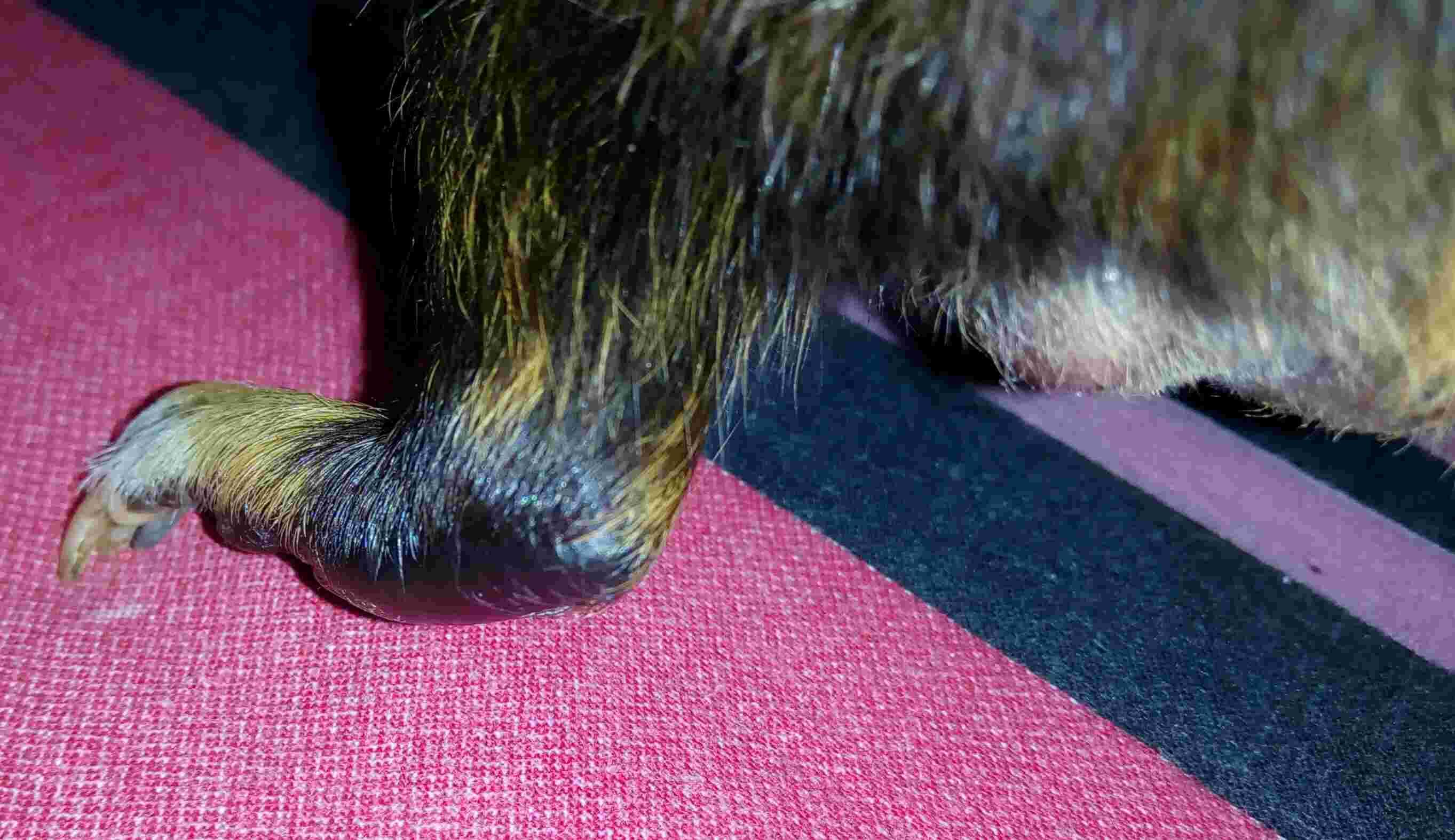 Guinea Pig Swollen Foot? Is it Bumblefoot? What to Do? | Petco