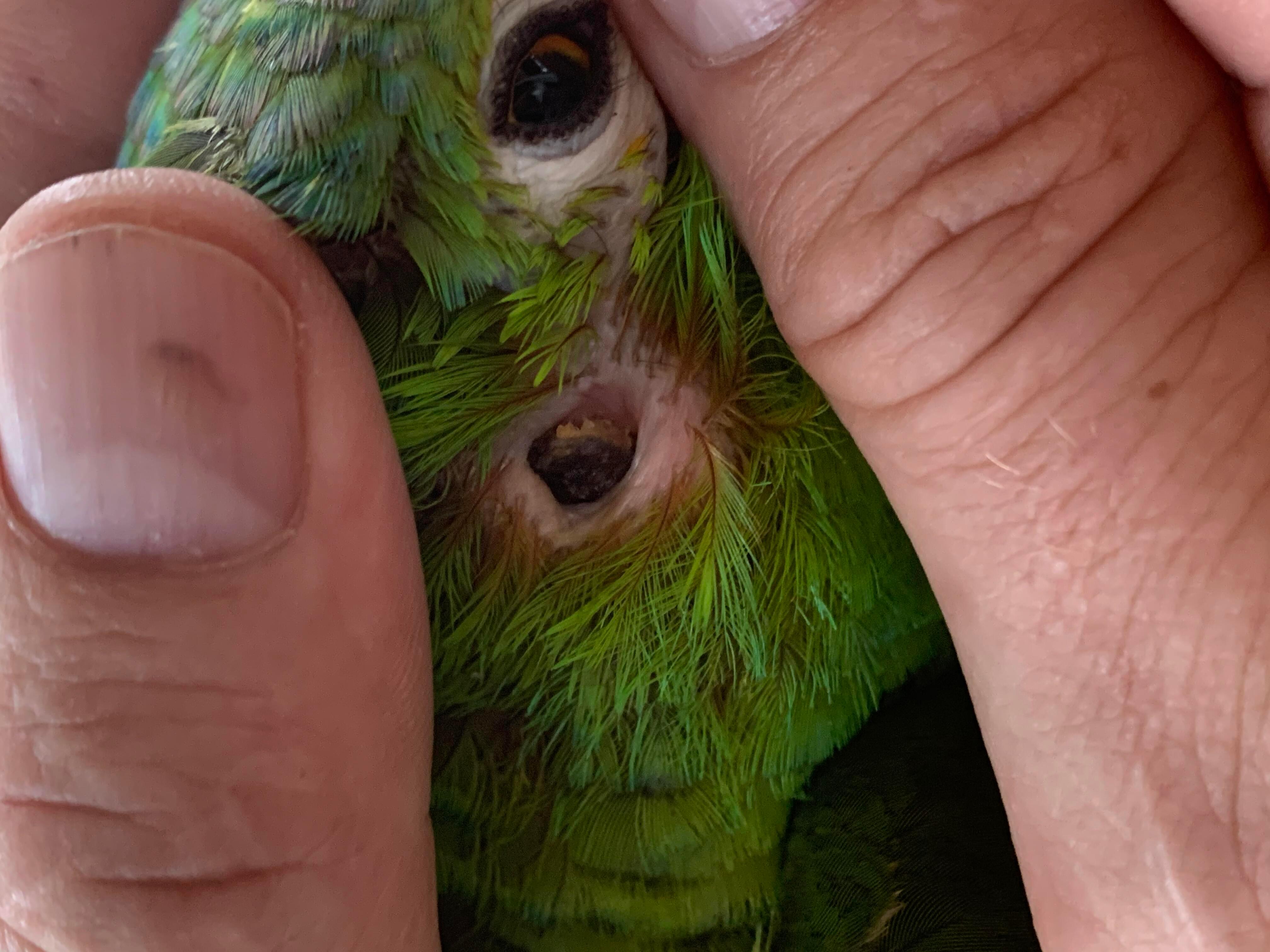 What to do if your parrot has an ear blockage or growth? | Petco