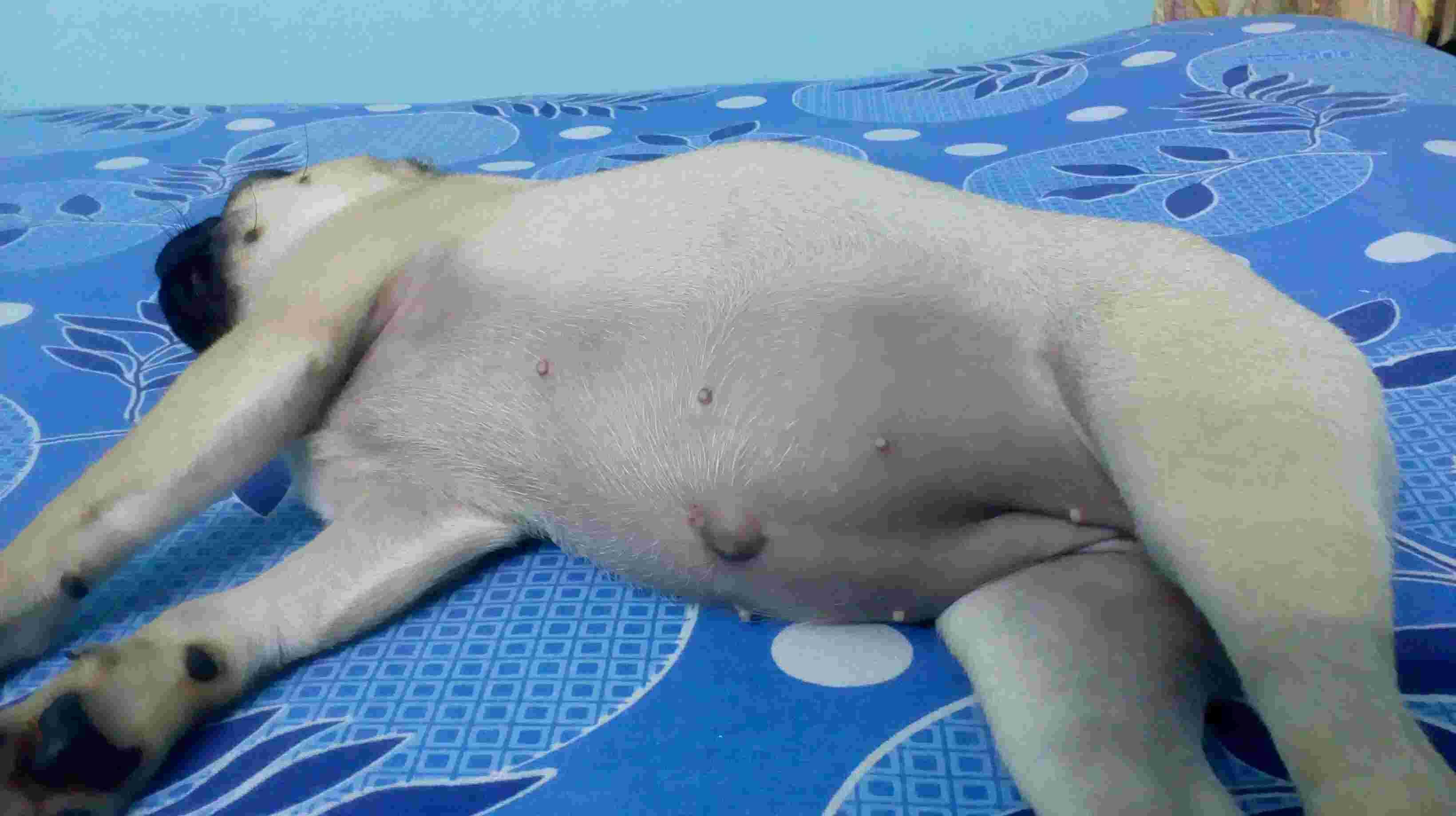 Is my pug's thin belly & leg hair loss normal or concerning? | Petco