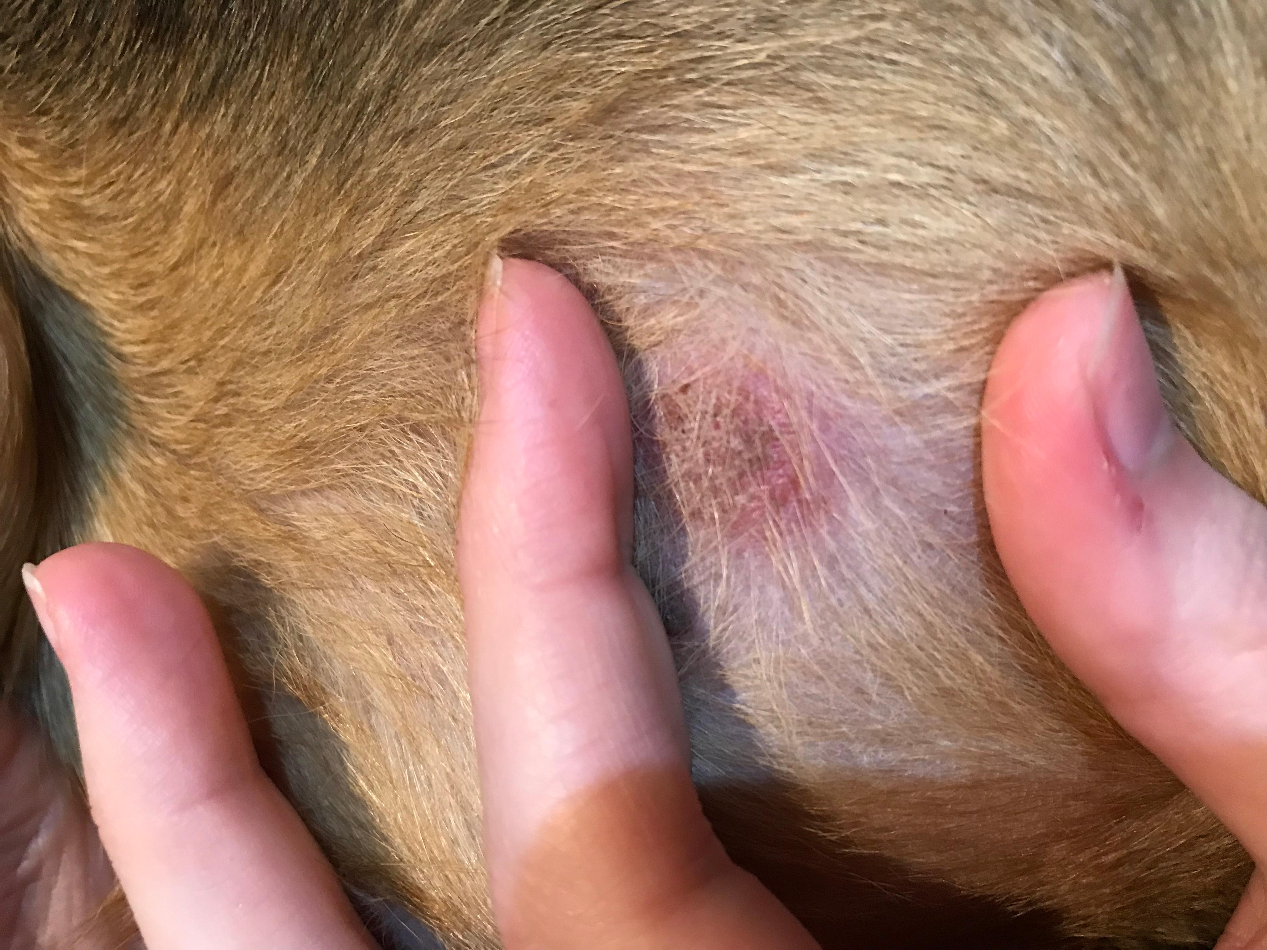 My Dog Has a Groin Rash & Lump: Is it Heat Rash or Vet Visit? | Petco