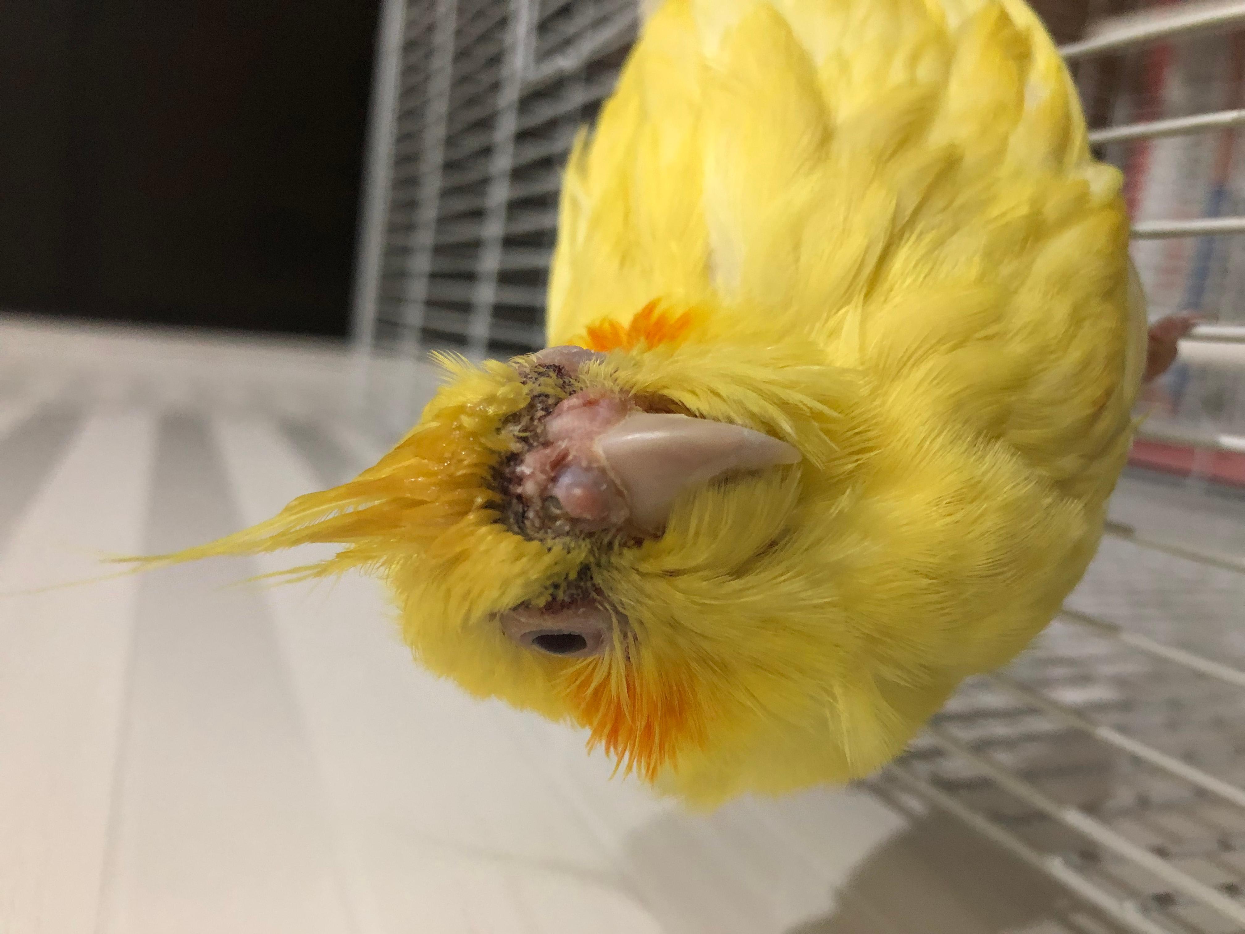 Why Is Your Bird's Nose Blocked & Hard to Breathe? | Petco