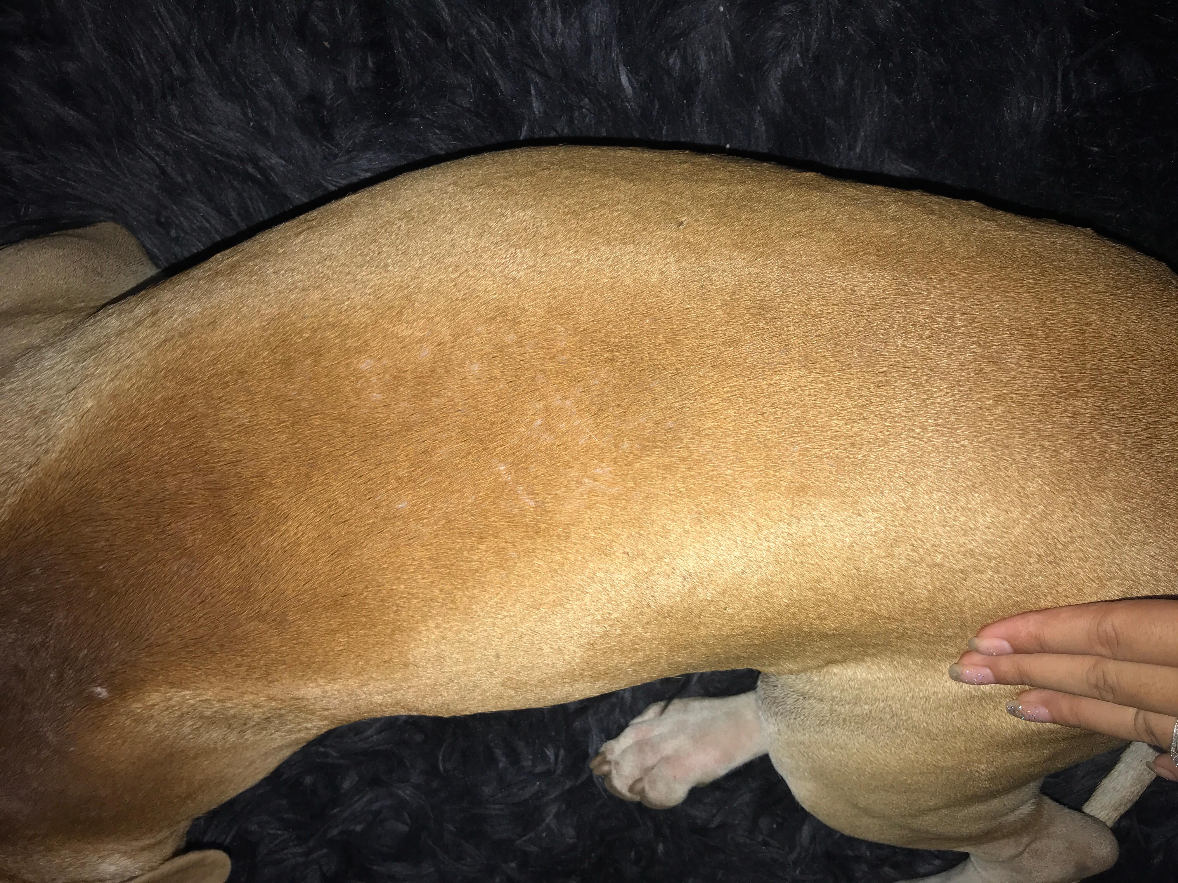 Why Does My Pit Bull Puppy Have Short Hair, Balding, & Bumps? | Petco