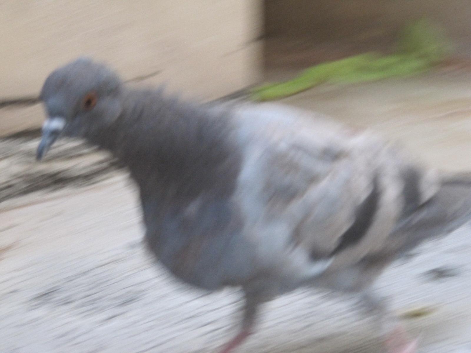 Wild Pigeon with Swollen Chest & Green Poop? Get Help Now | Petco