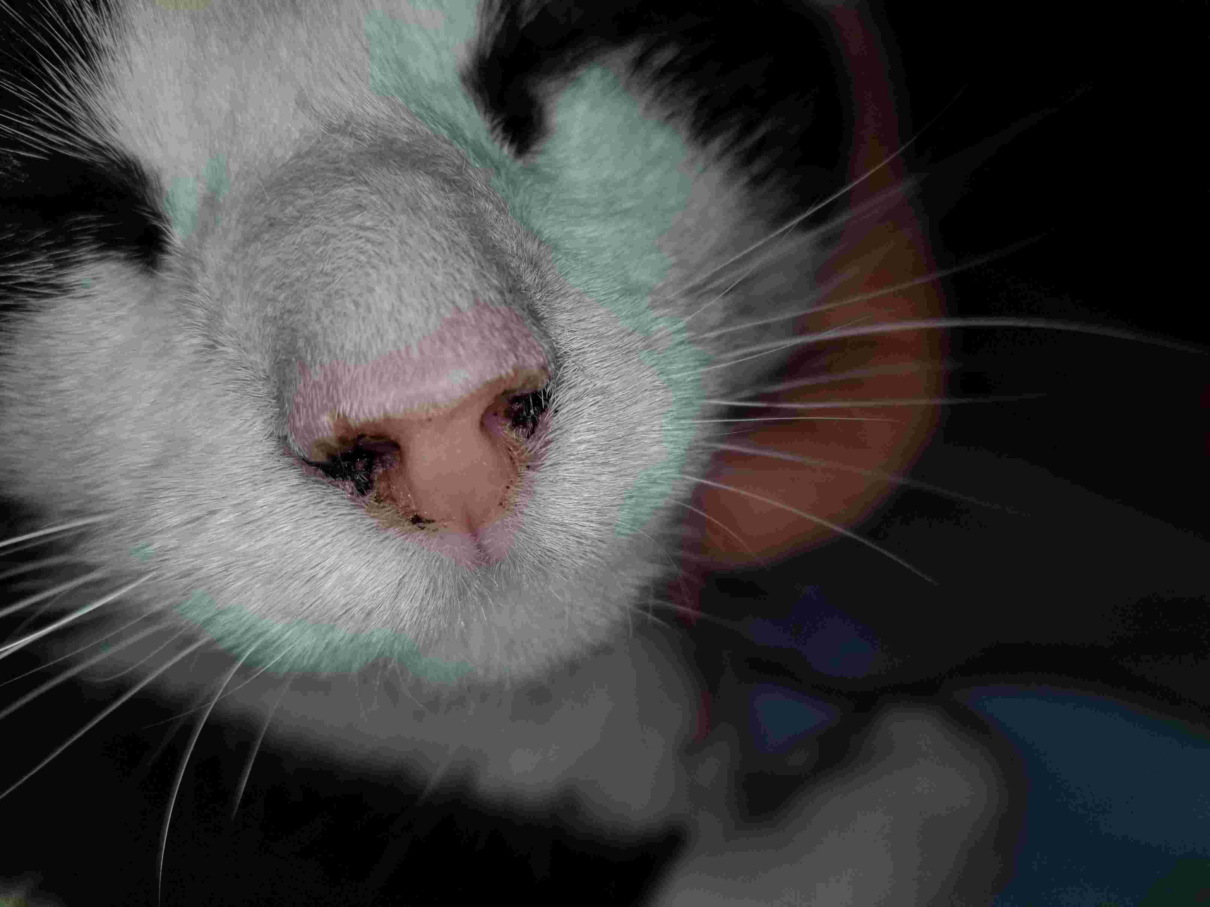 Why is my cat's nose raw, painful, bleeding, and uncomfortable? | Petco