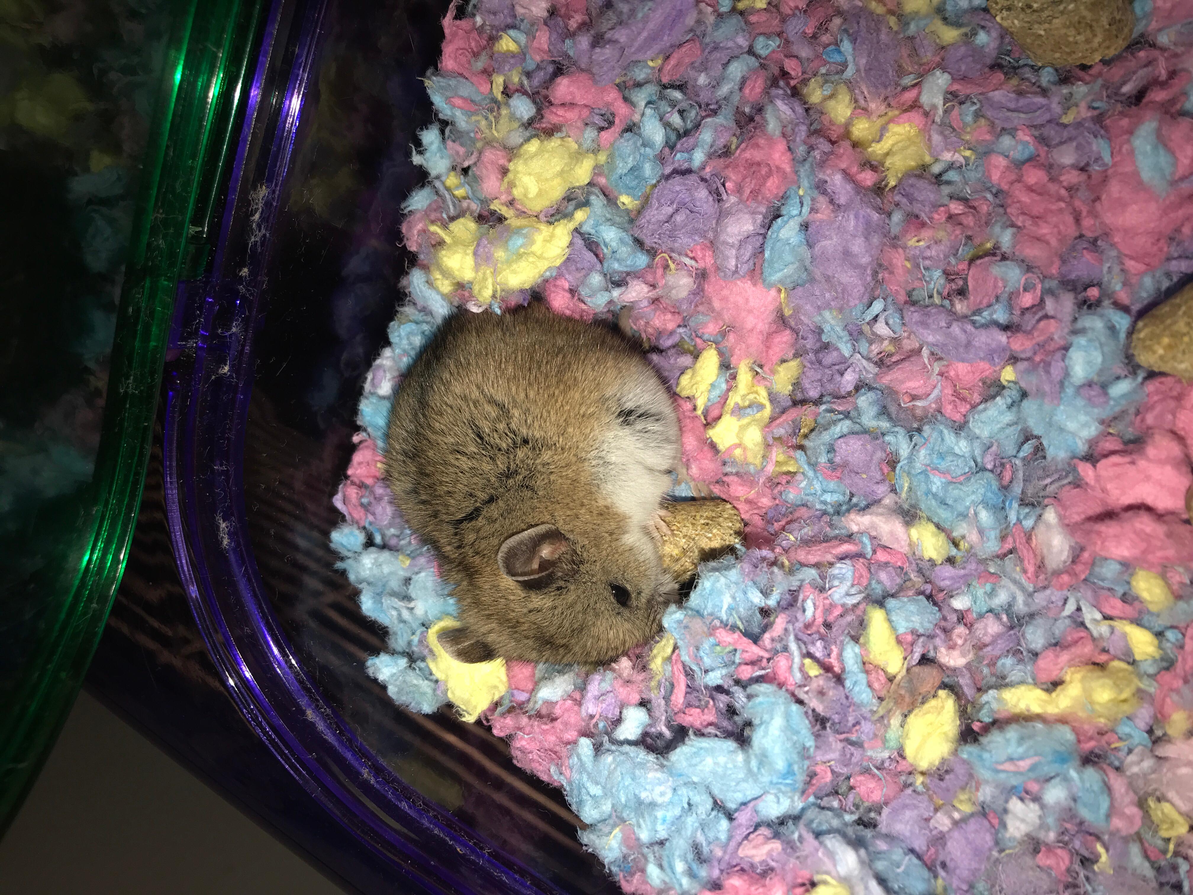 My Hamster is Bloated, Angry, Biting: What Should I Do? | Petco