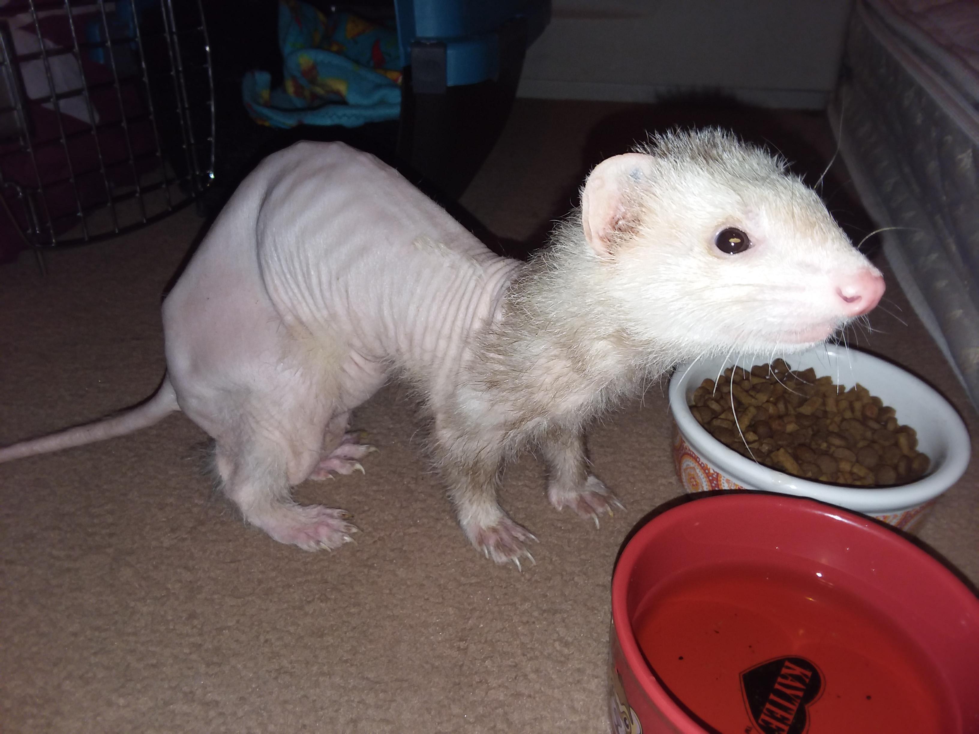 Ferret tilting head, falling, shaking after adrenal treatment? | Petco