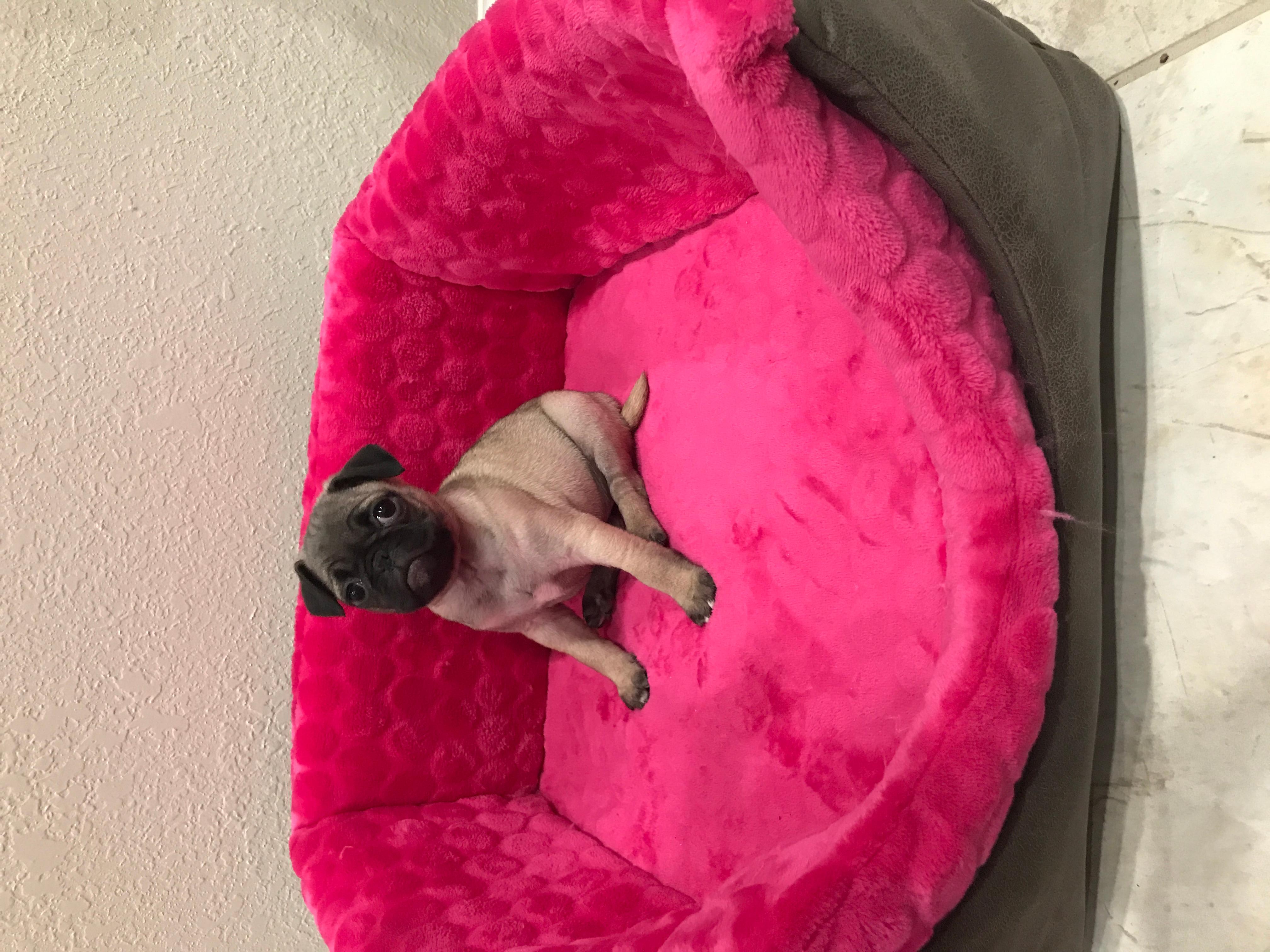 Why can't my 2-month-old pug puppy stand or walk on front paws? | Petco