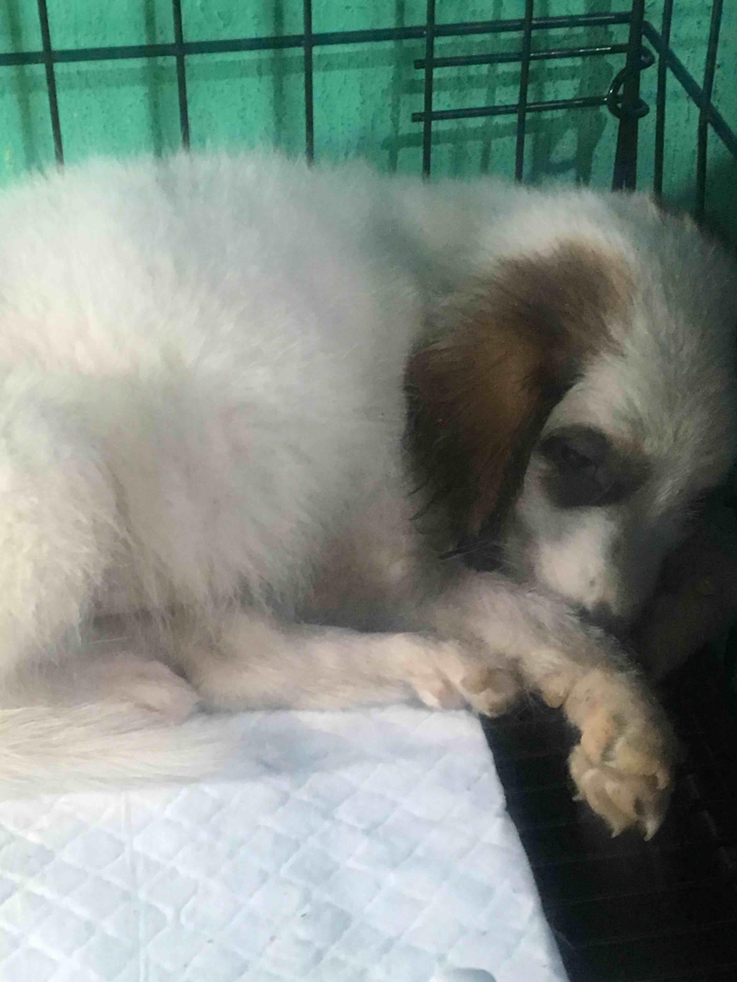 How to help my puppy recover from parvo, worms, and low blood? | Petco