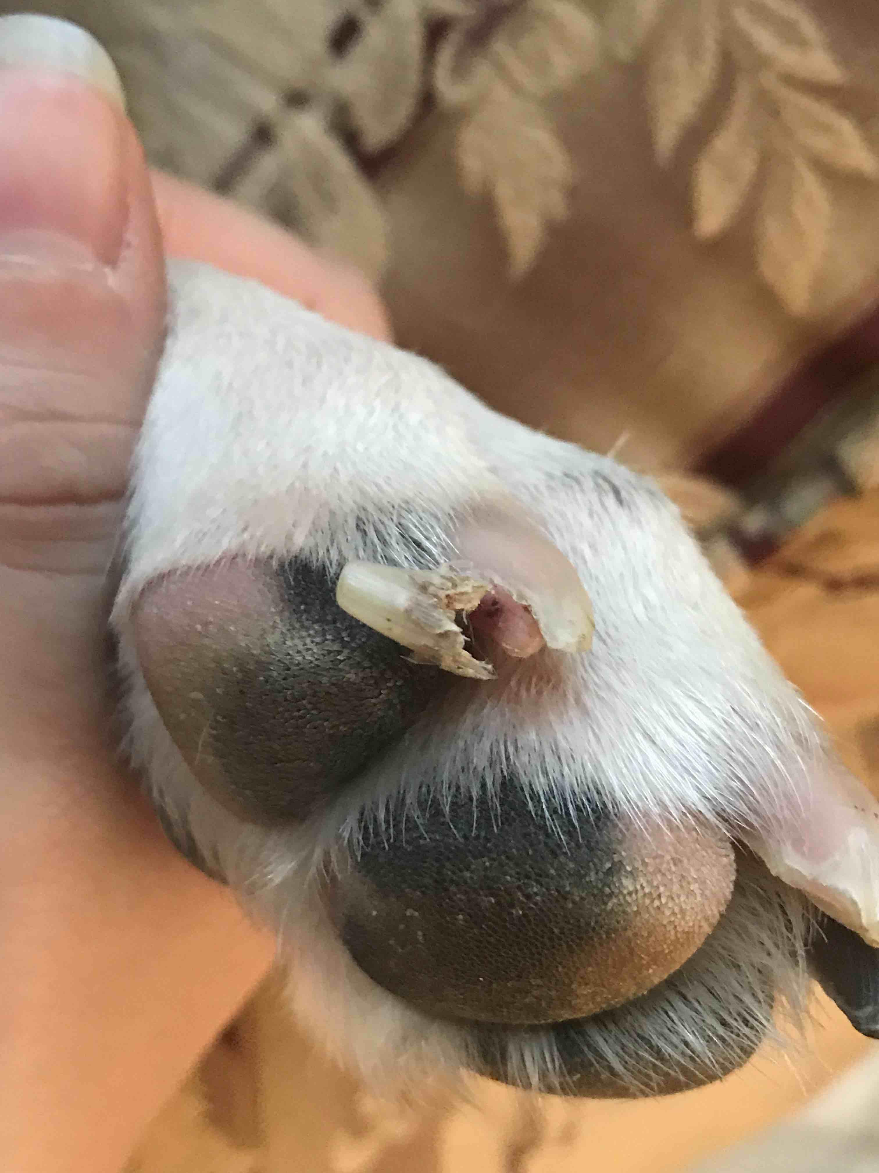 My Dog's Broken Nail Is Hanging Off: Cut It or Leave It? | Petco