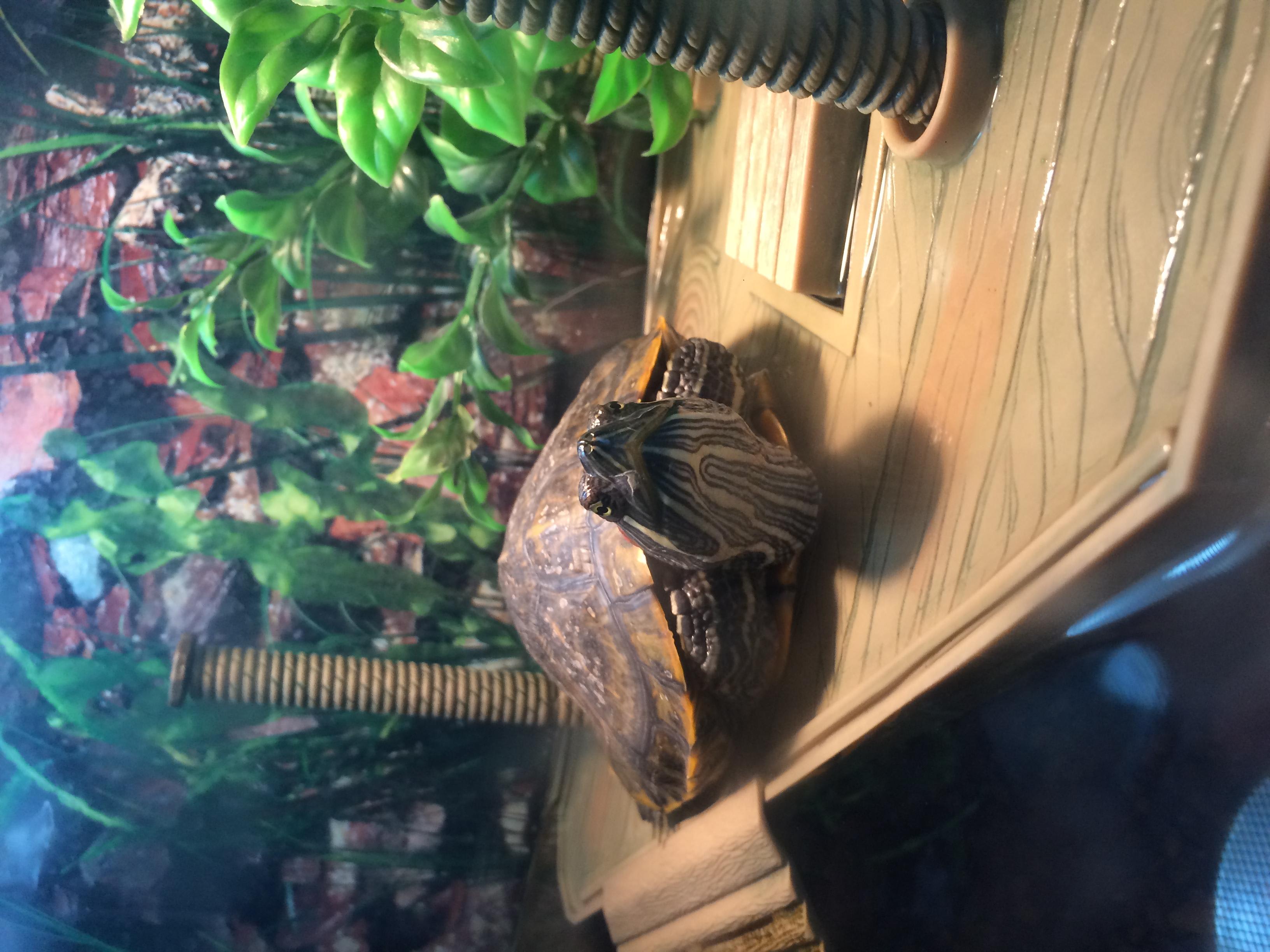 Red-Eared Slider Shell Rough, Discolored: Shell Rot or Shedding? | Petco