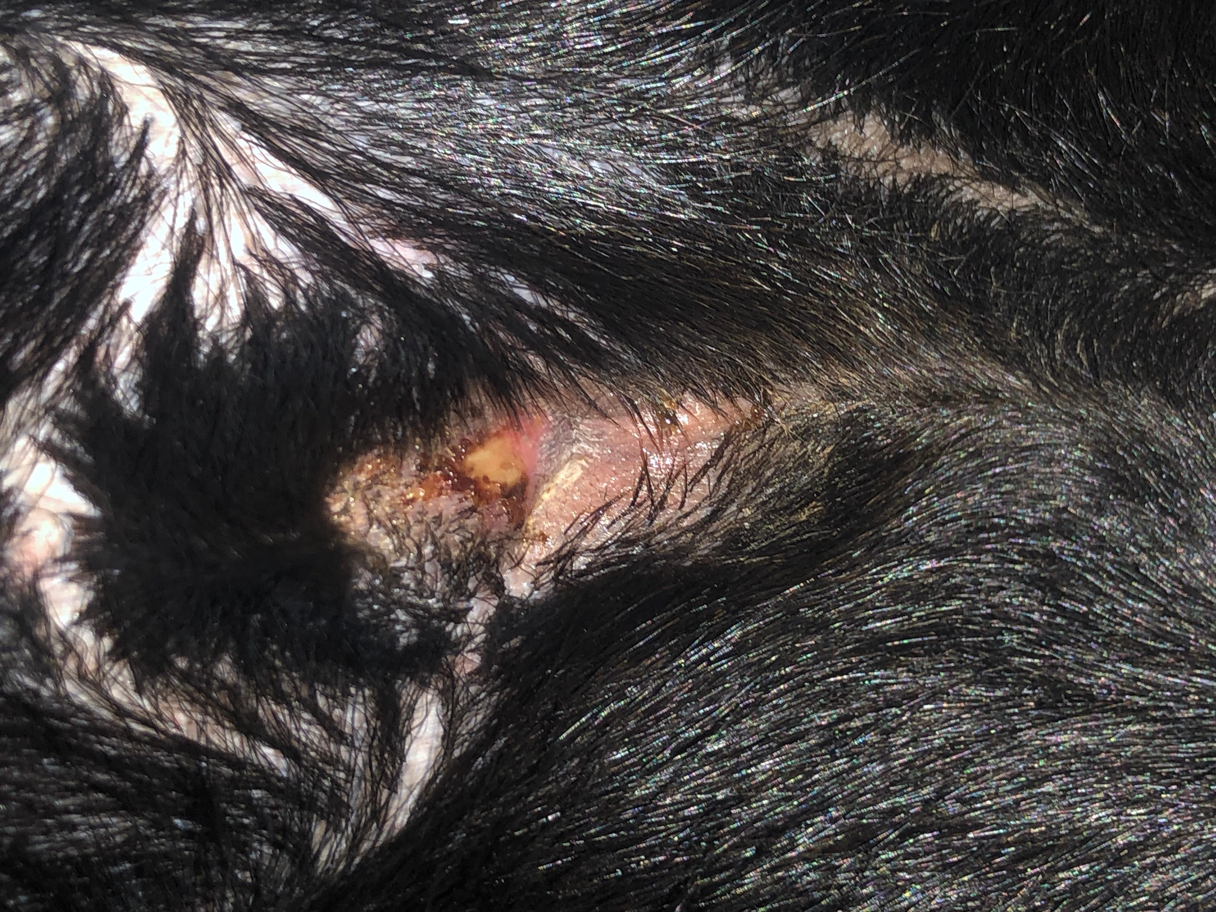 My dog has a lump or blister on rear. When to call vet? | Petco