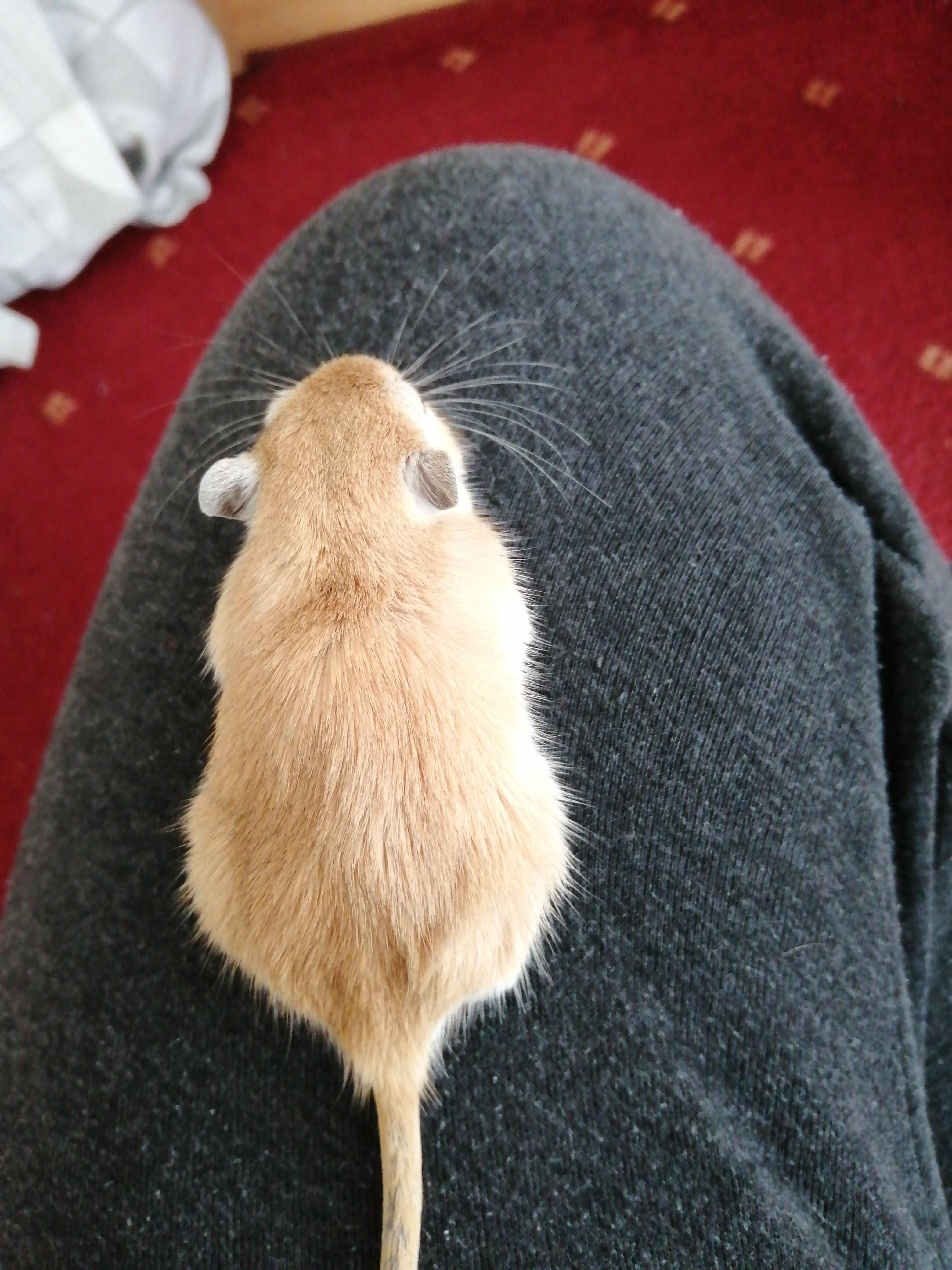 Why is my gerbil lazy, not moving, sits still when I hold him? | Petco