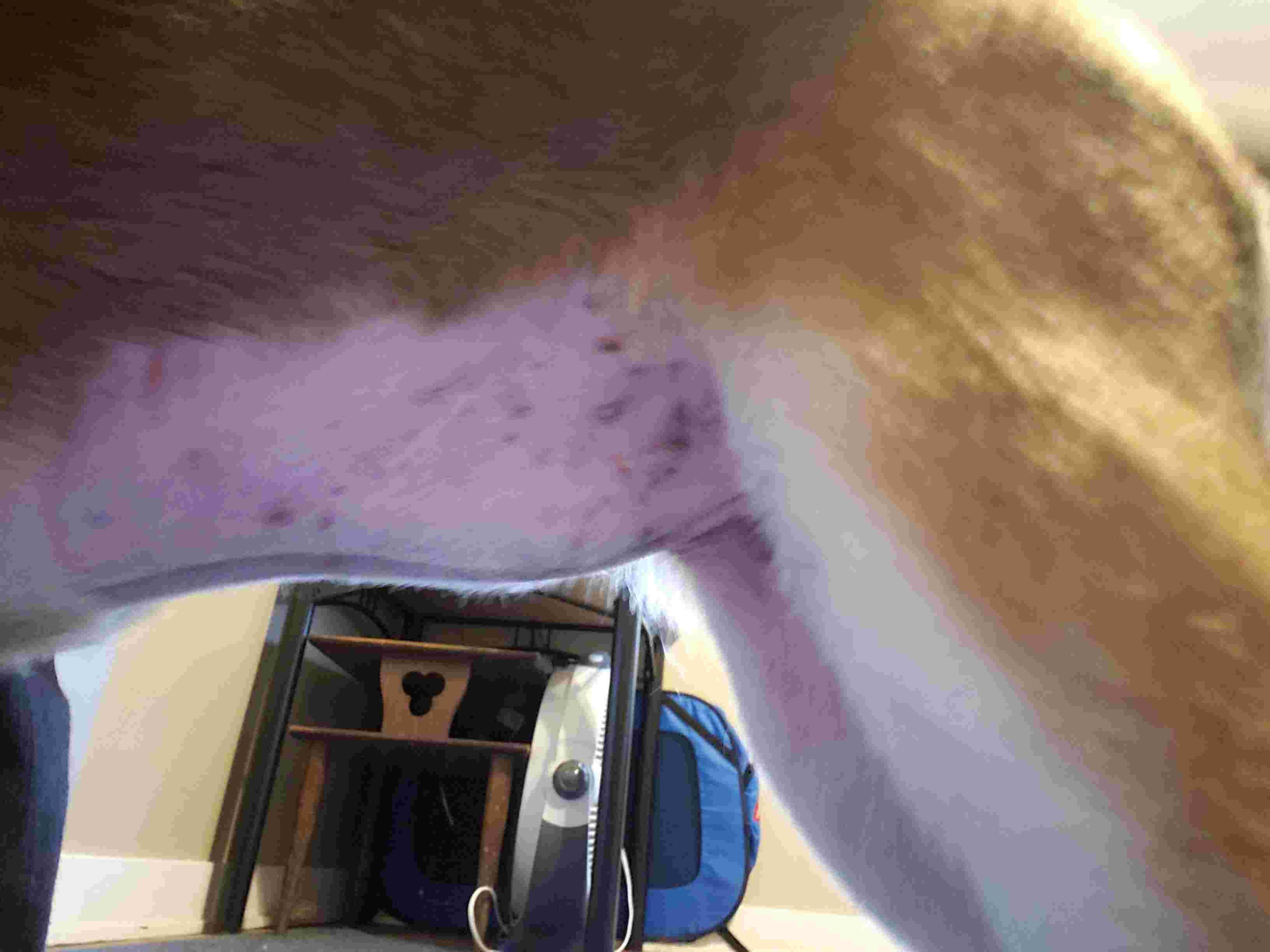 What are the signs of infection at your dog's spay incision site? | Petco