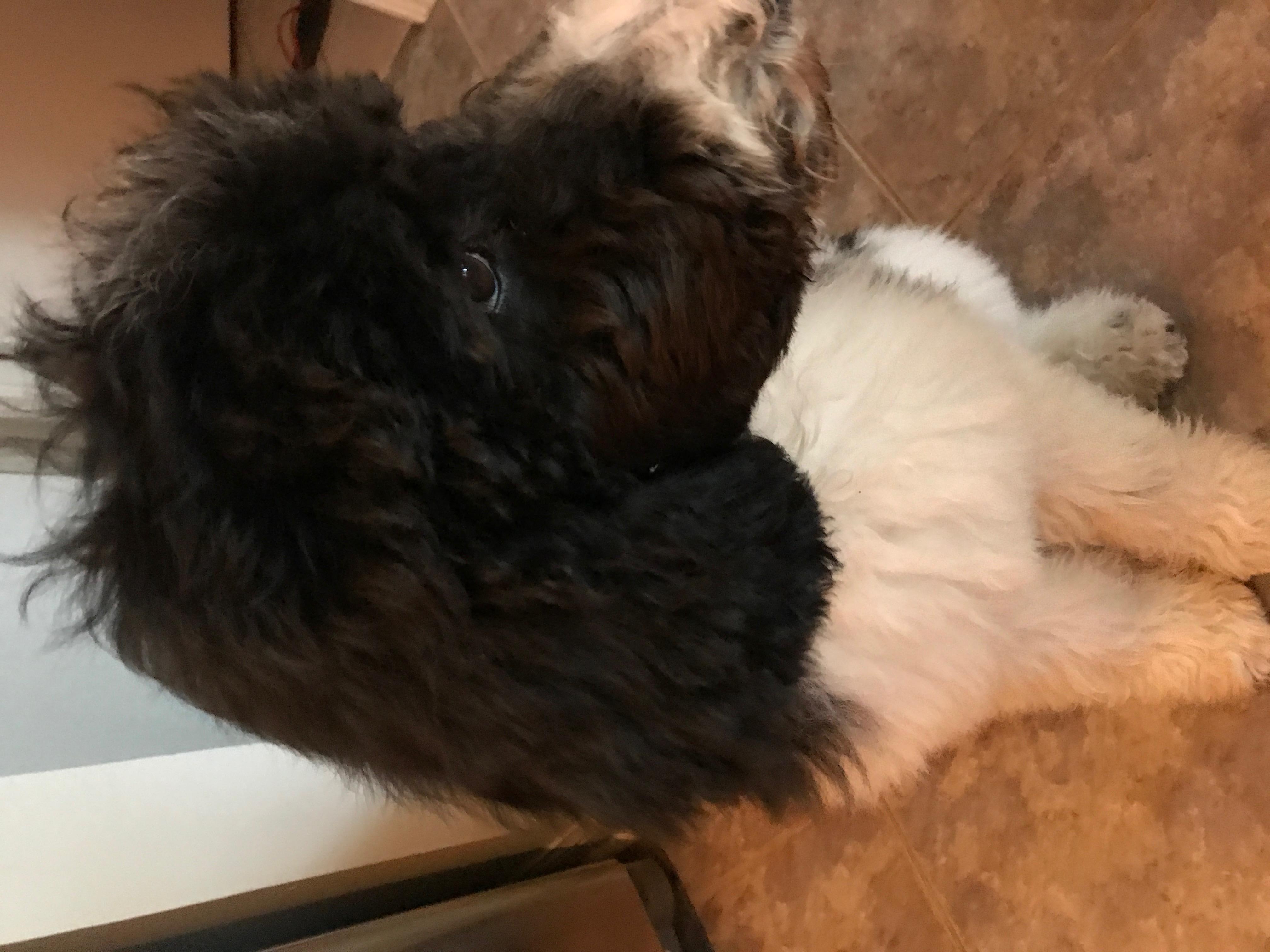 My Poodle's Red, Swollen Eye & Yellow Discharge: What to Do? | Petco