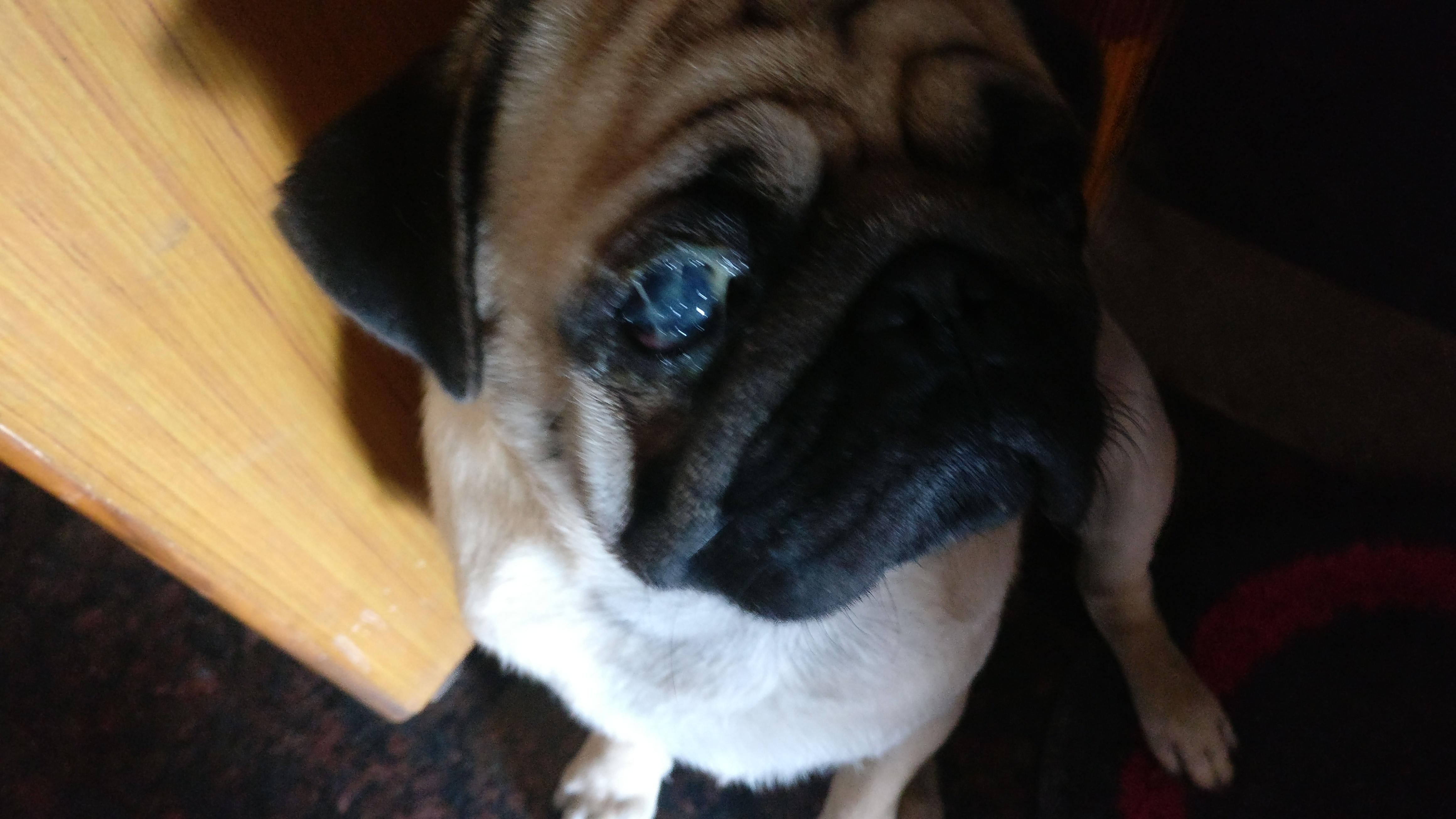 My Pug Has an Eye Infection for 3 Days: When to See a Vet | Petco