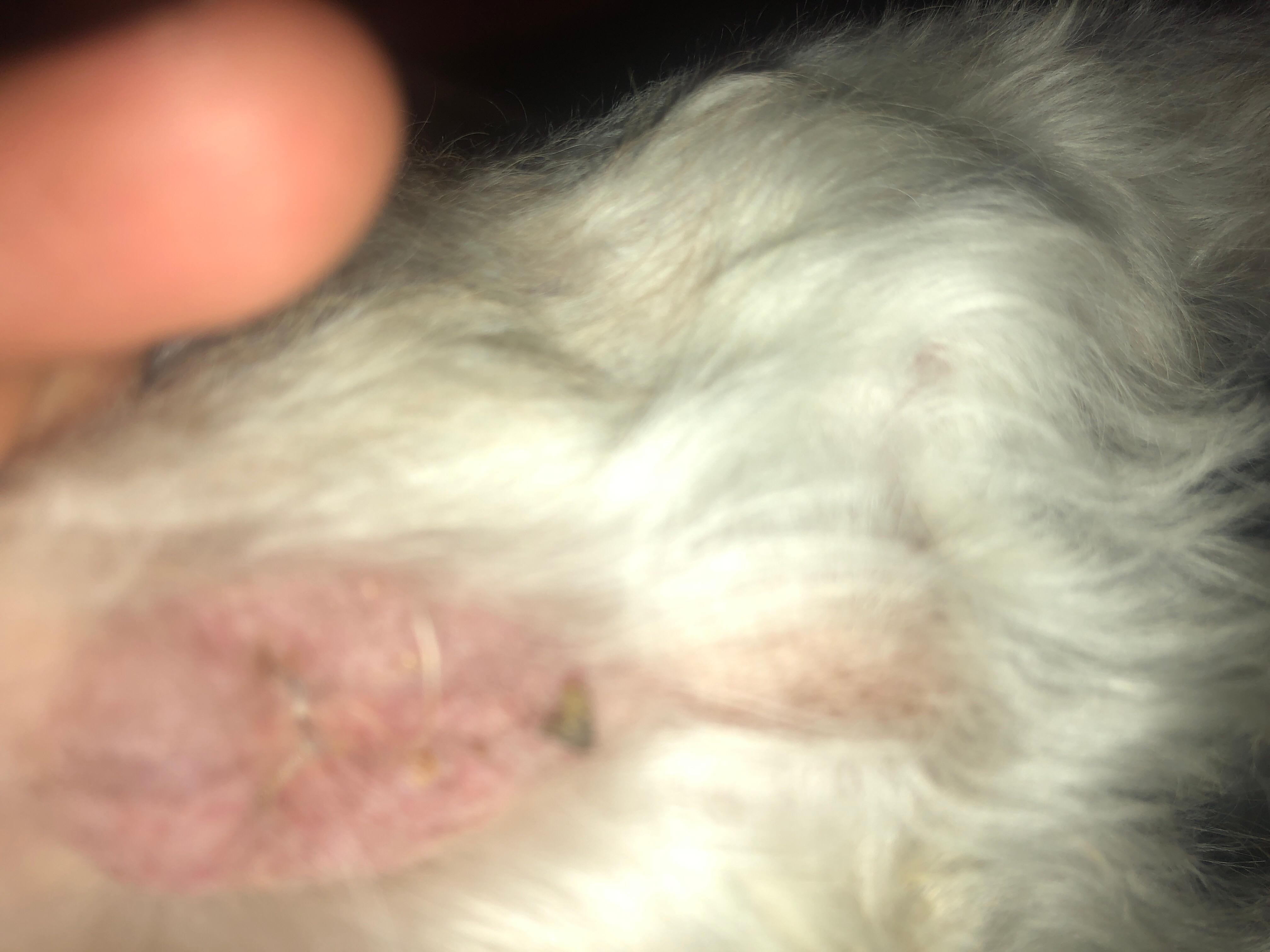 My dog's rear end is swollen, red, leaking fluid. What's wrong? | Petco
