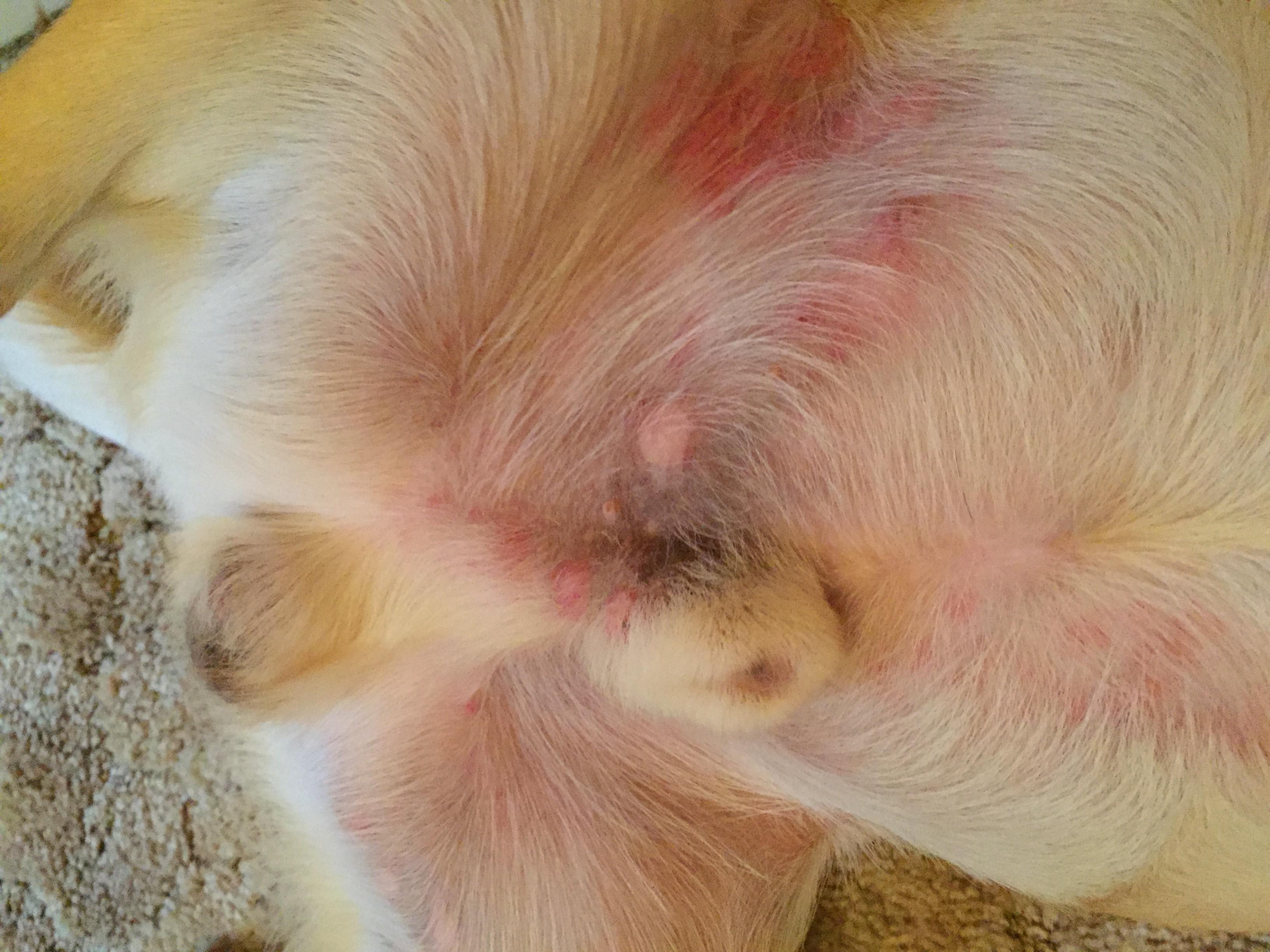 I have a 8 month old yellow lab. He is having skin issues. It does not ...