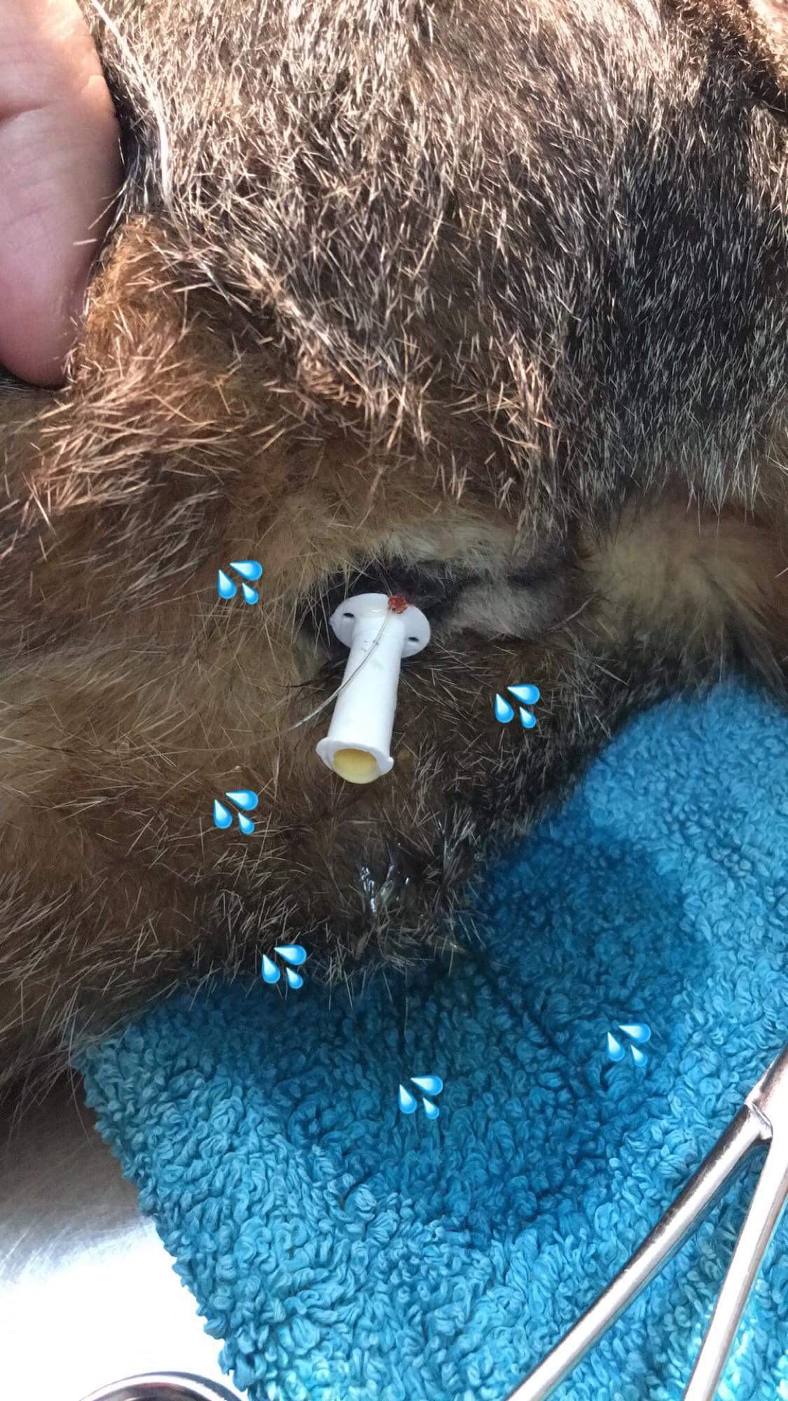 How to prevent male cat urinary blockages post-hospitalization | Petco