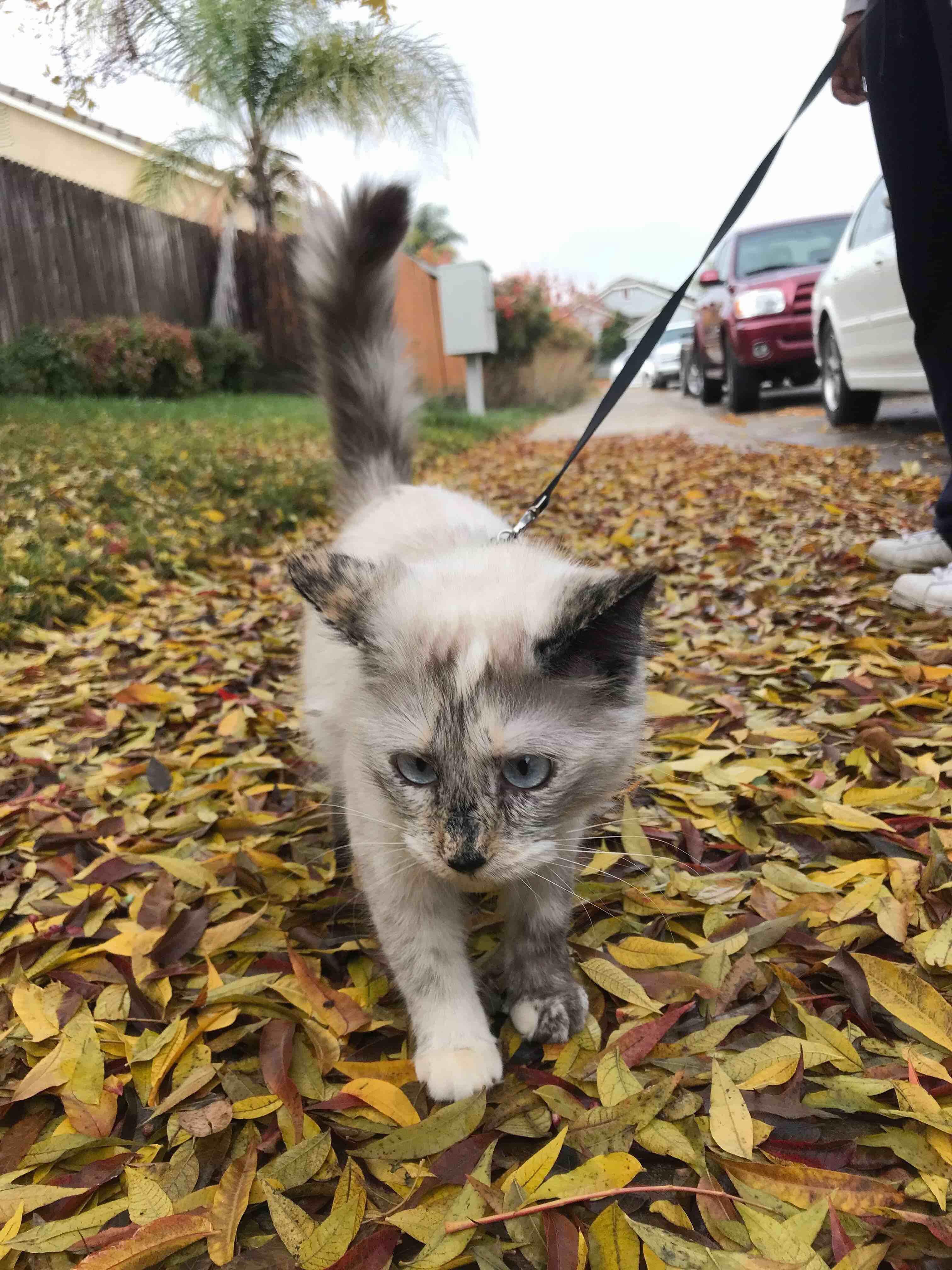 What Ragdoll cat color and pattern is my kitten developing into? | Petco