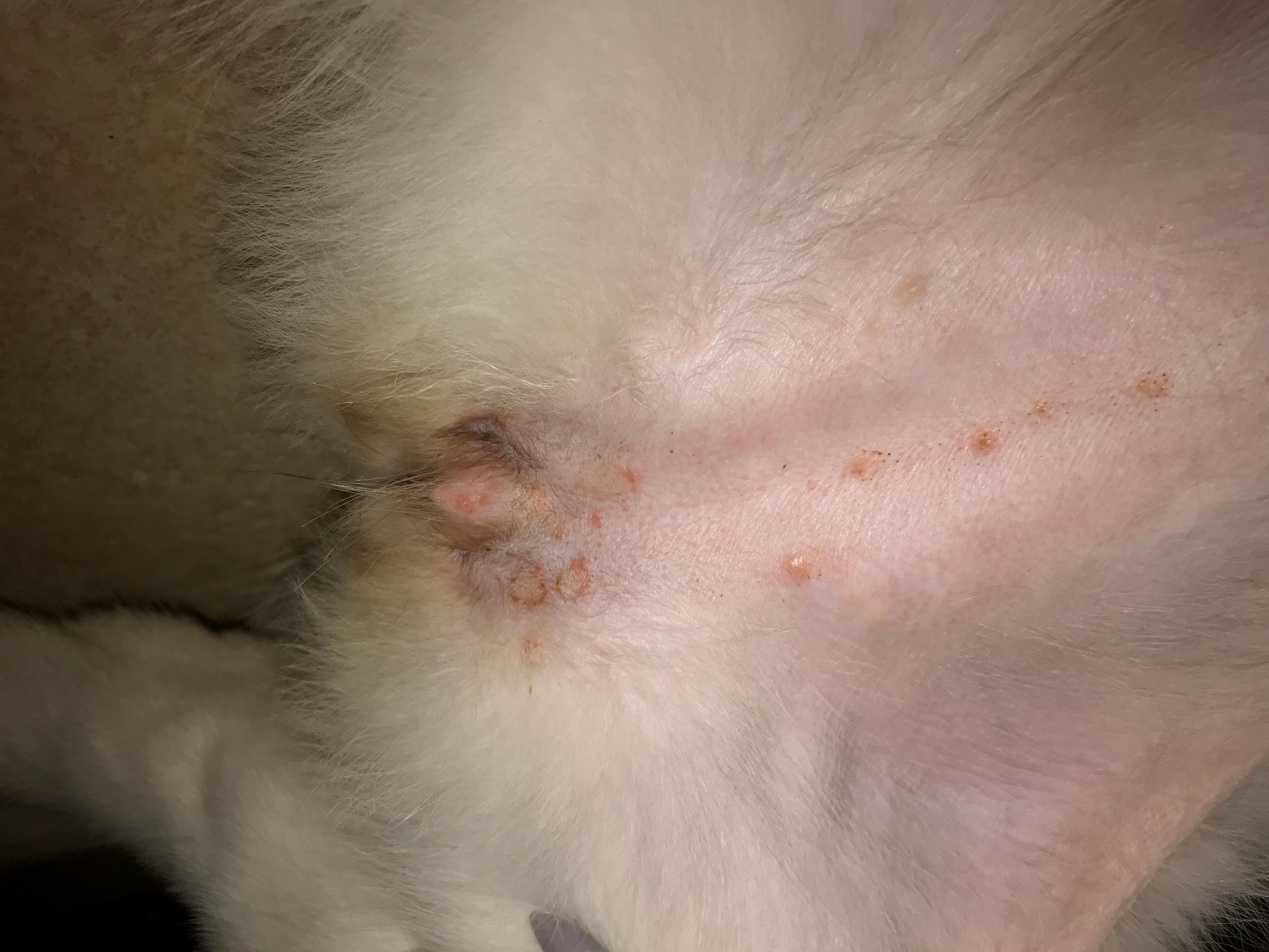 Why Is My Puppy's Skin Rash Spreading? Get Treatments Here | Petco