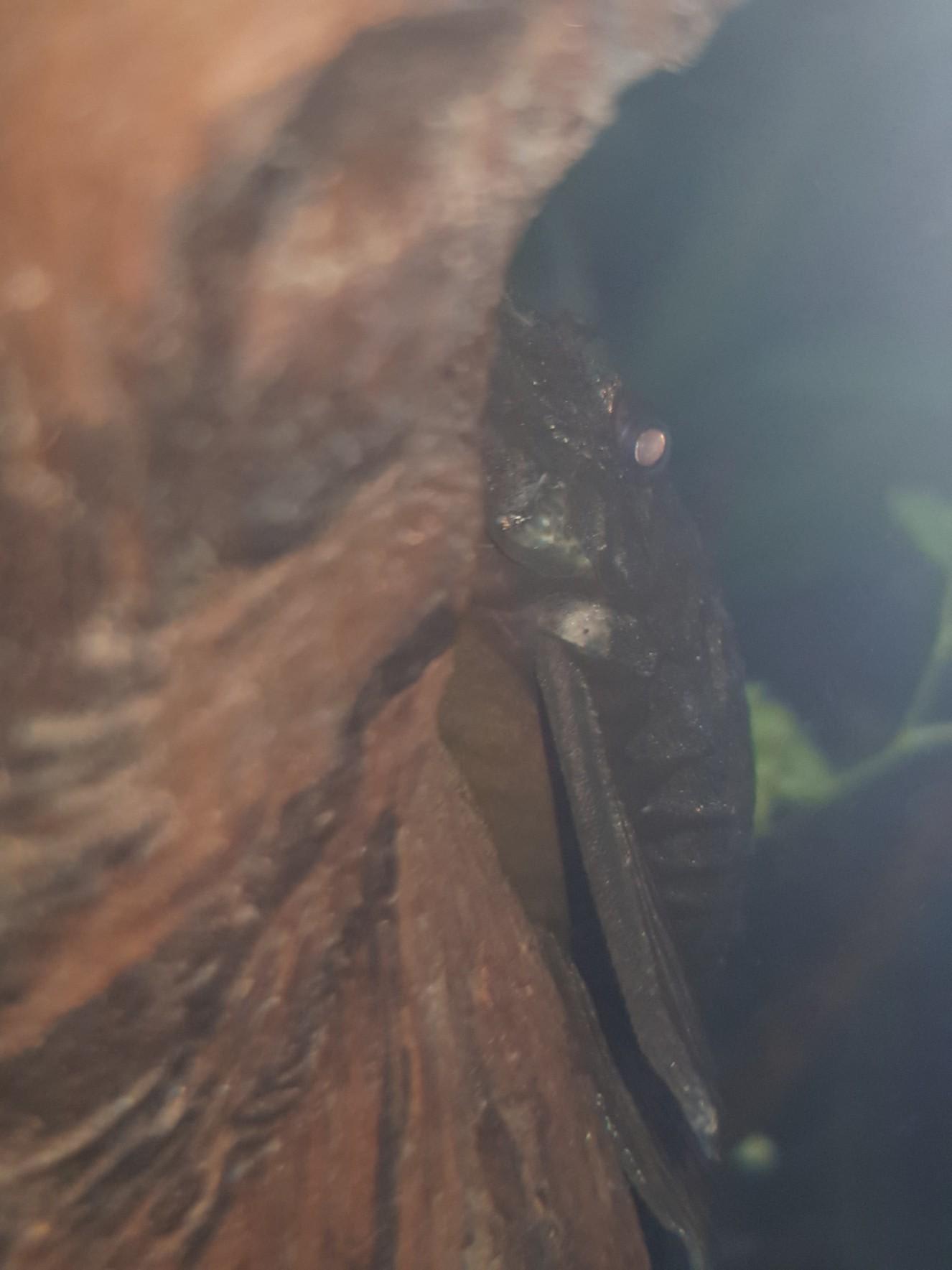 My fish have growths, tattered fins, flashing. What's wrong? | Petco