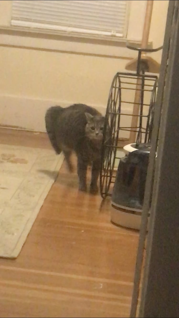 My cat arches her back, hops, looks scared. Is she playing? | Petco