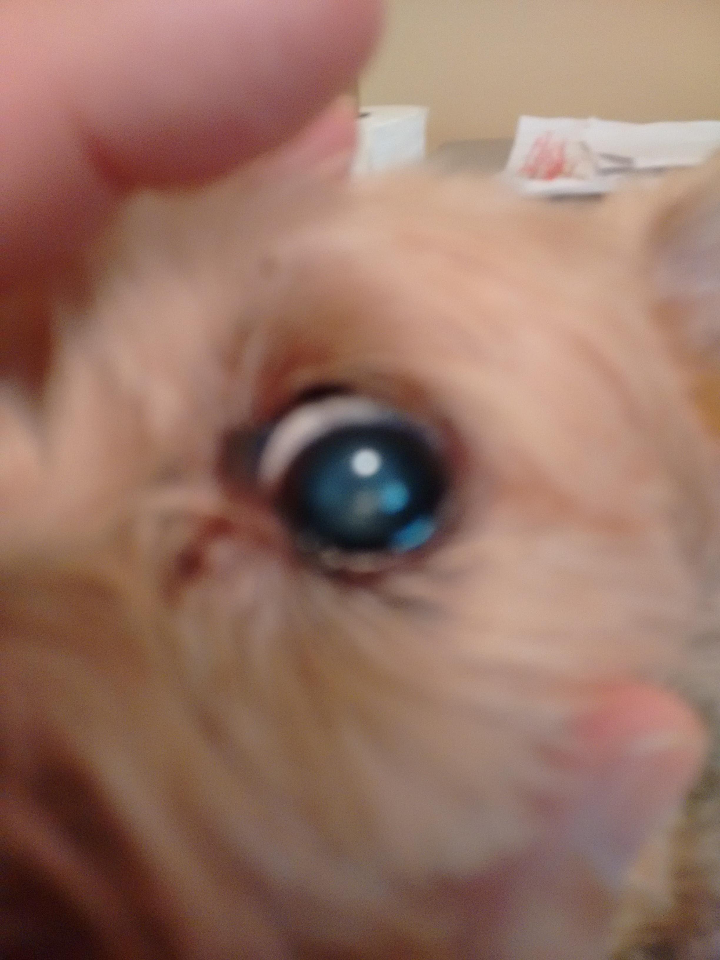 My Senior Dog Has Cataracts: Is She Too Old for Surgery? | Petco