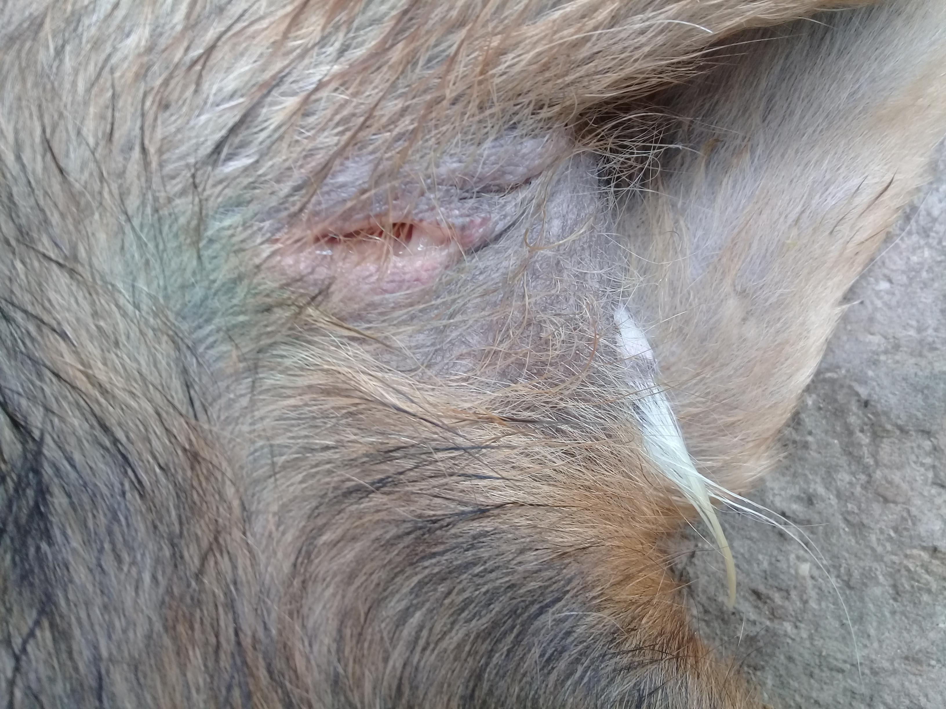 My dog got bit and won't stop licking? What can I do? | Petco