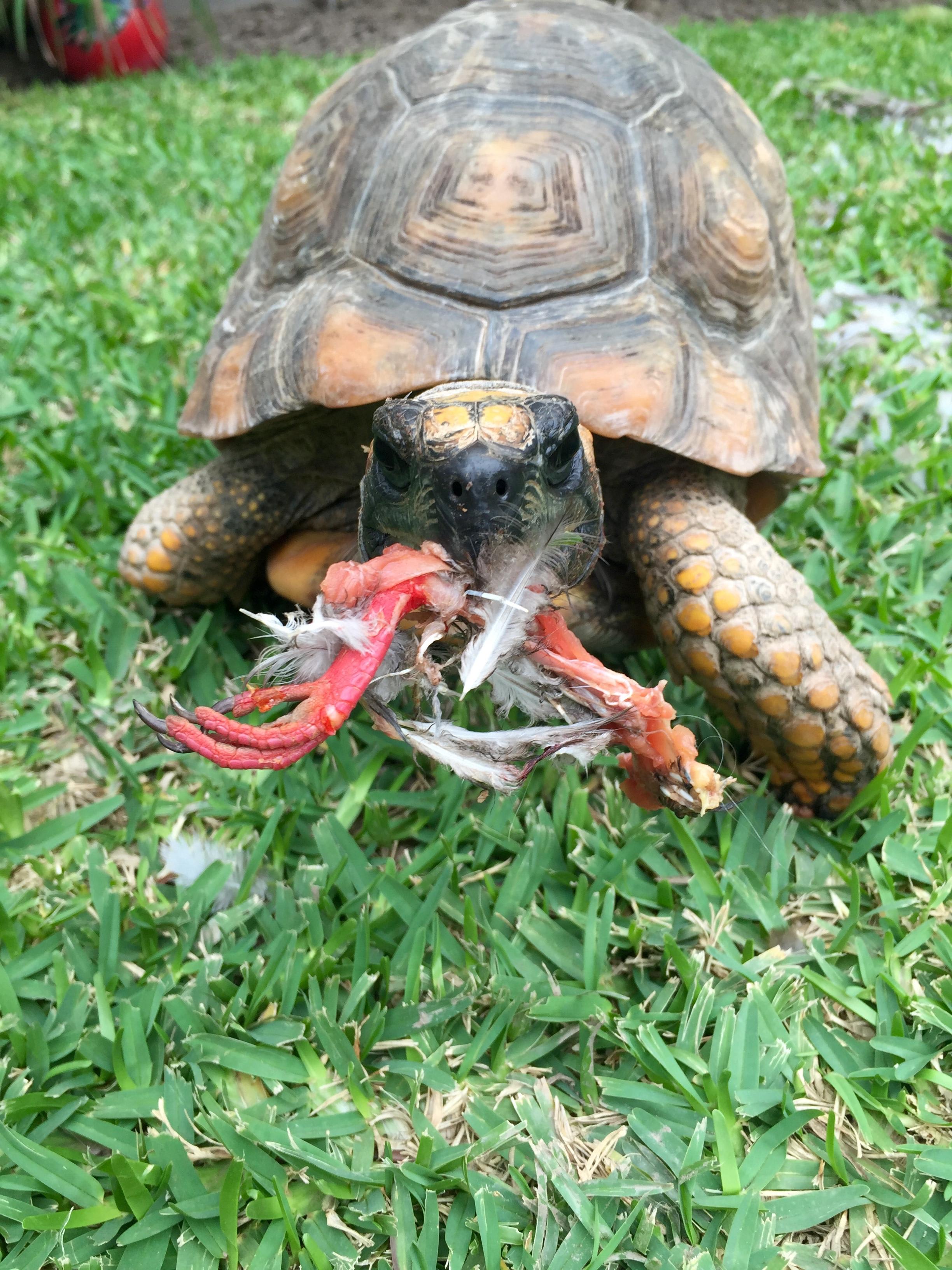 Yellow-Footed Tortoise: How to Feed & Is Biting Normal? | Petco