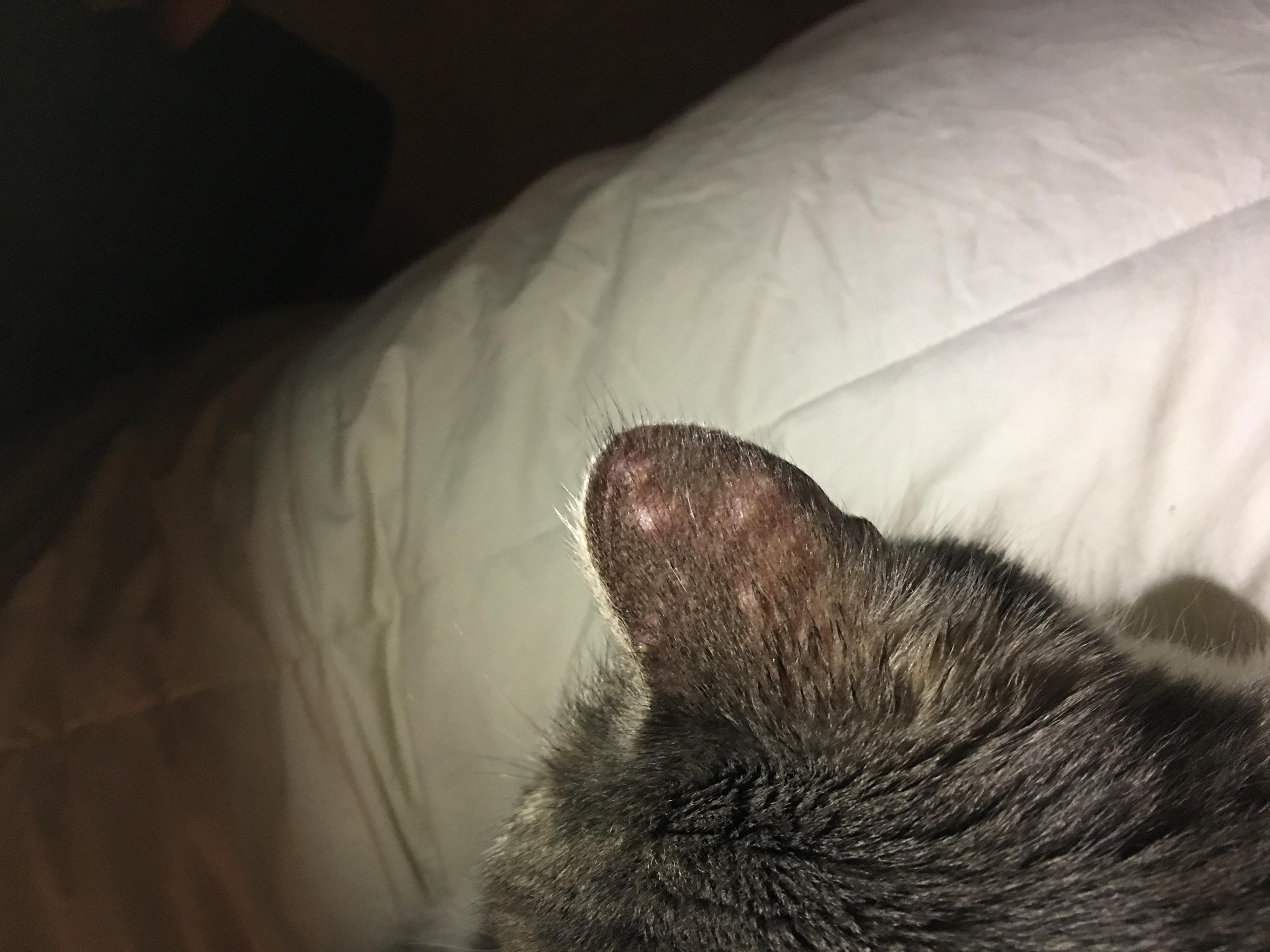My 15-year-old cat has pimples on her ear flaps. What is it? | Petco