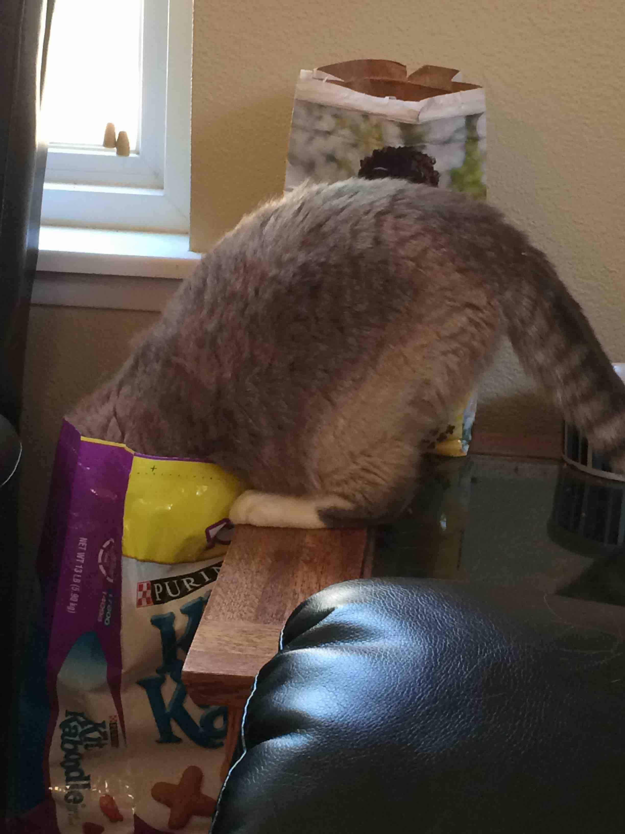 My 16-pound cat: Is he overweight? What should I do? | Petco