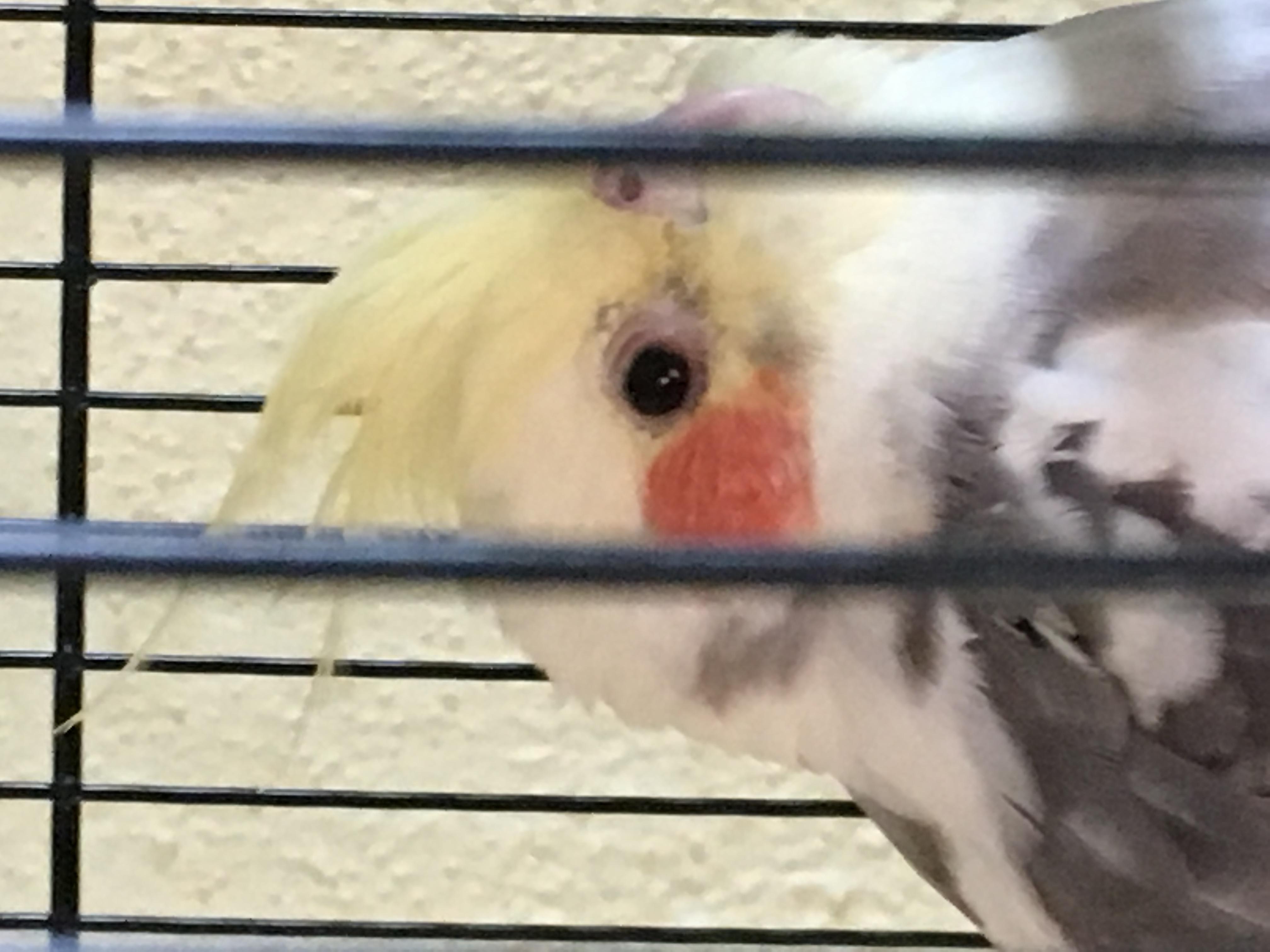 My cockatiel's eye looks weird. What's wrong and what should I do? | Petco