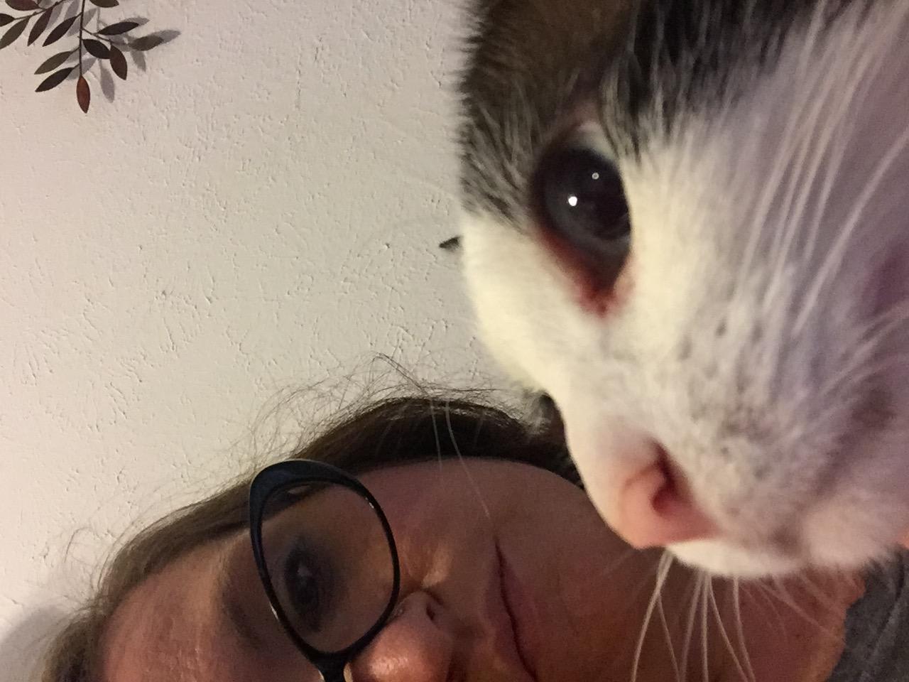 My Cat Has a Red Eye Corner: Home Remedies or See a Vet? | Petco