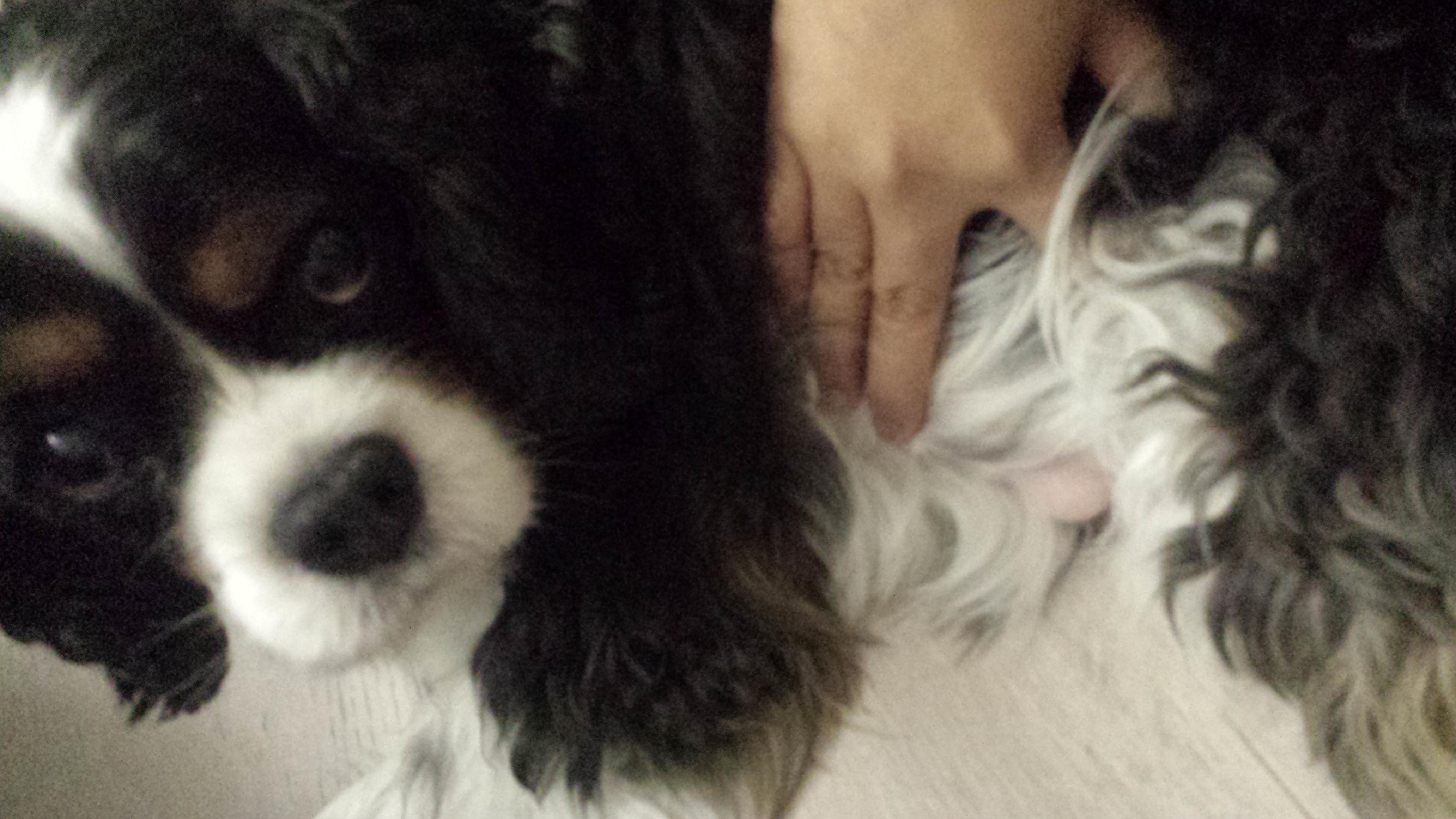 My dog has a watery belly lump. How to stop him eating everything? | Petco