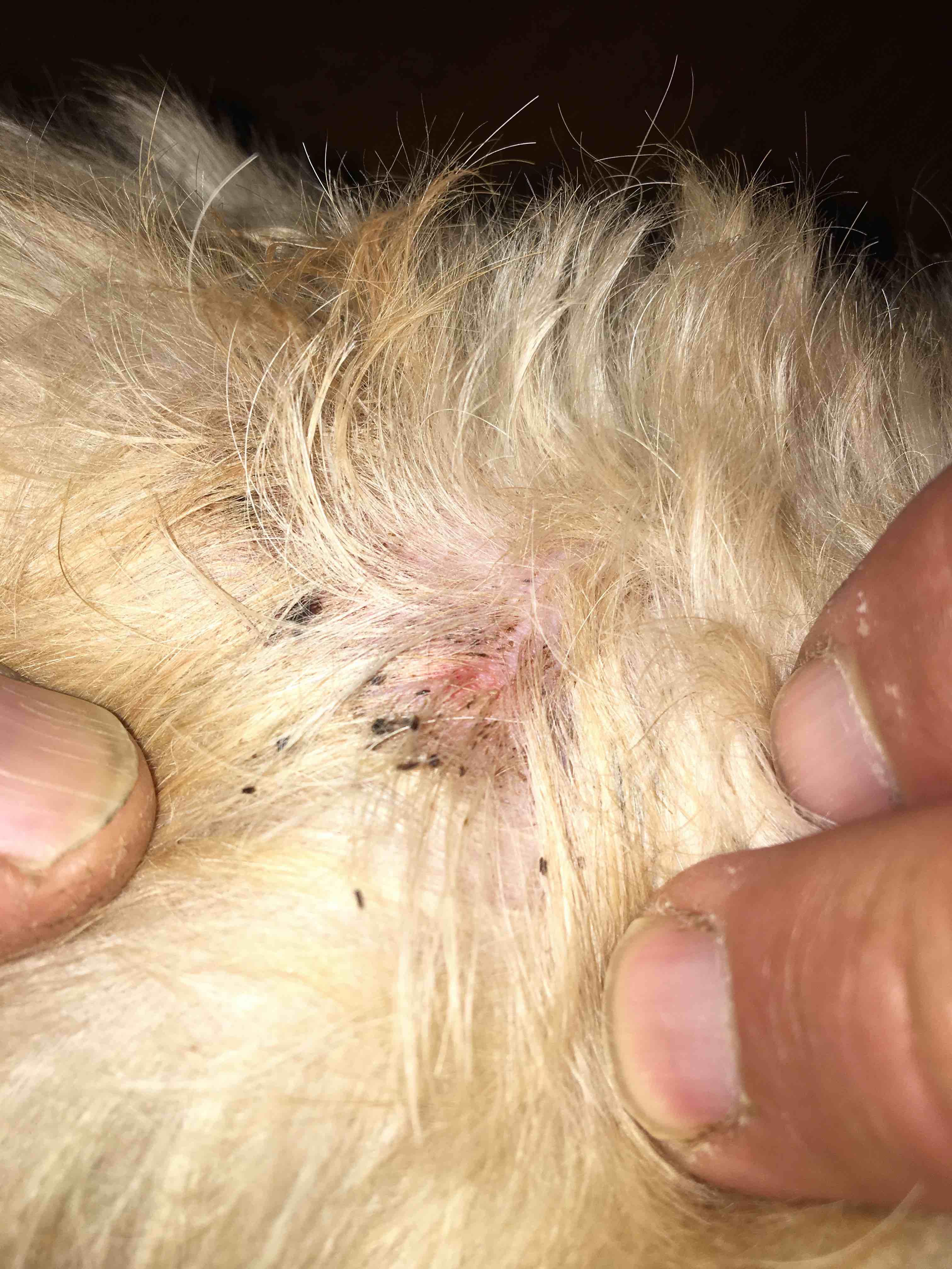 My Golden Doodle Has Dark Spots, But No Fleas. What Is It? | Petco