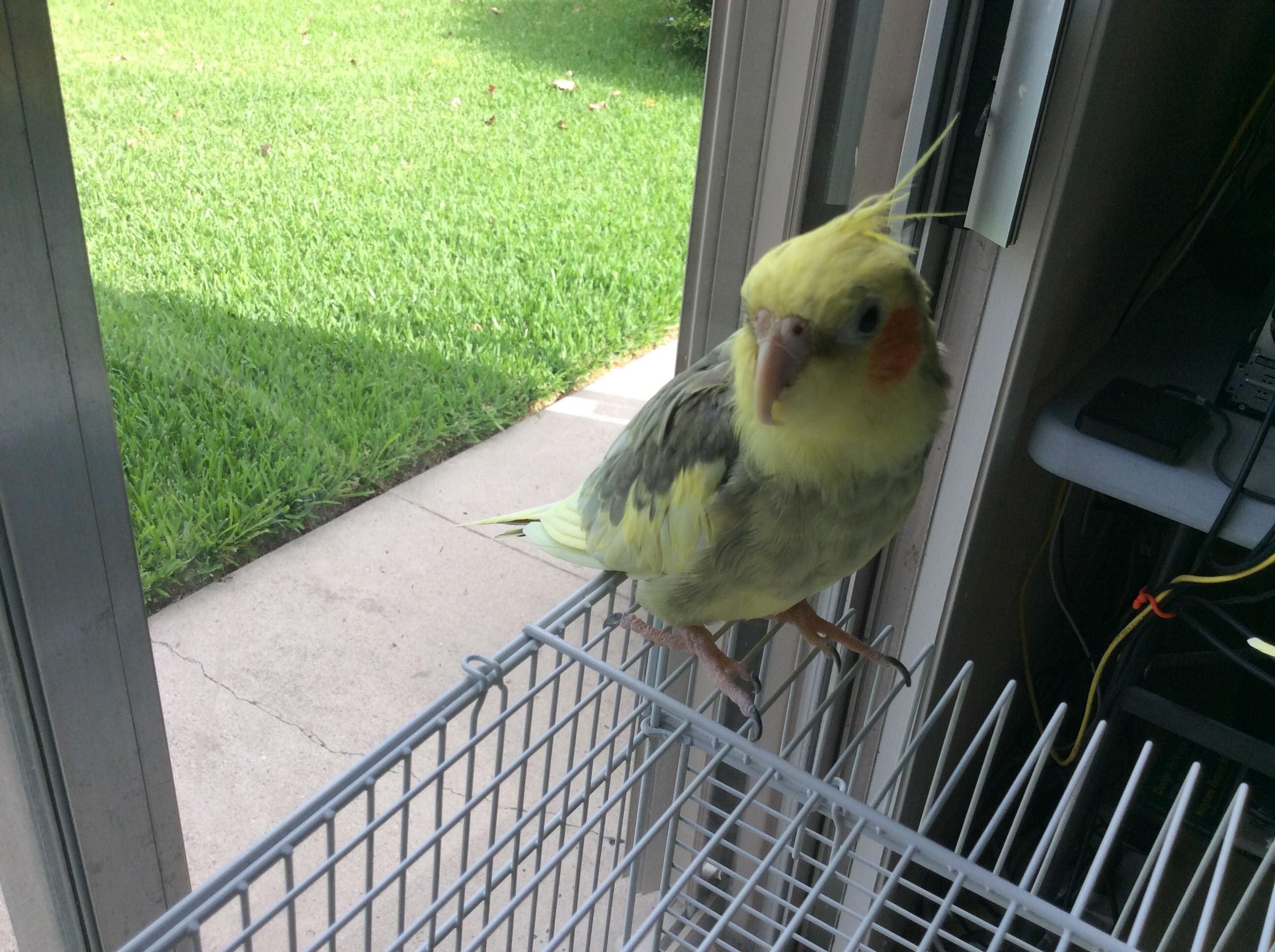 Why Is My Cockatiel's Beak Growing? Normal or Health Concern? | Petco