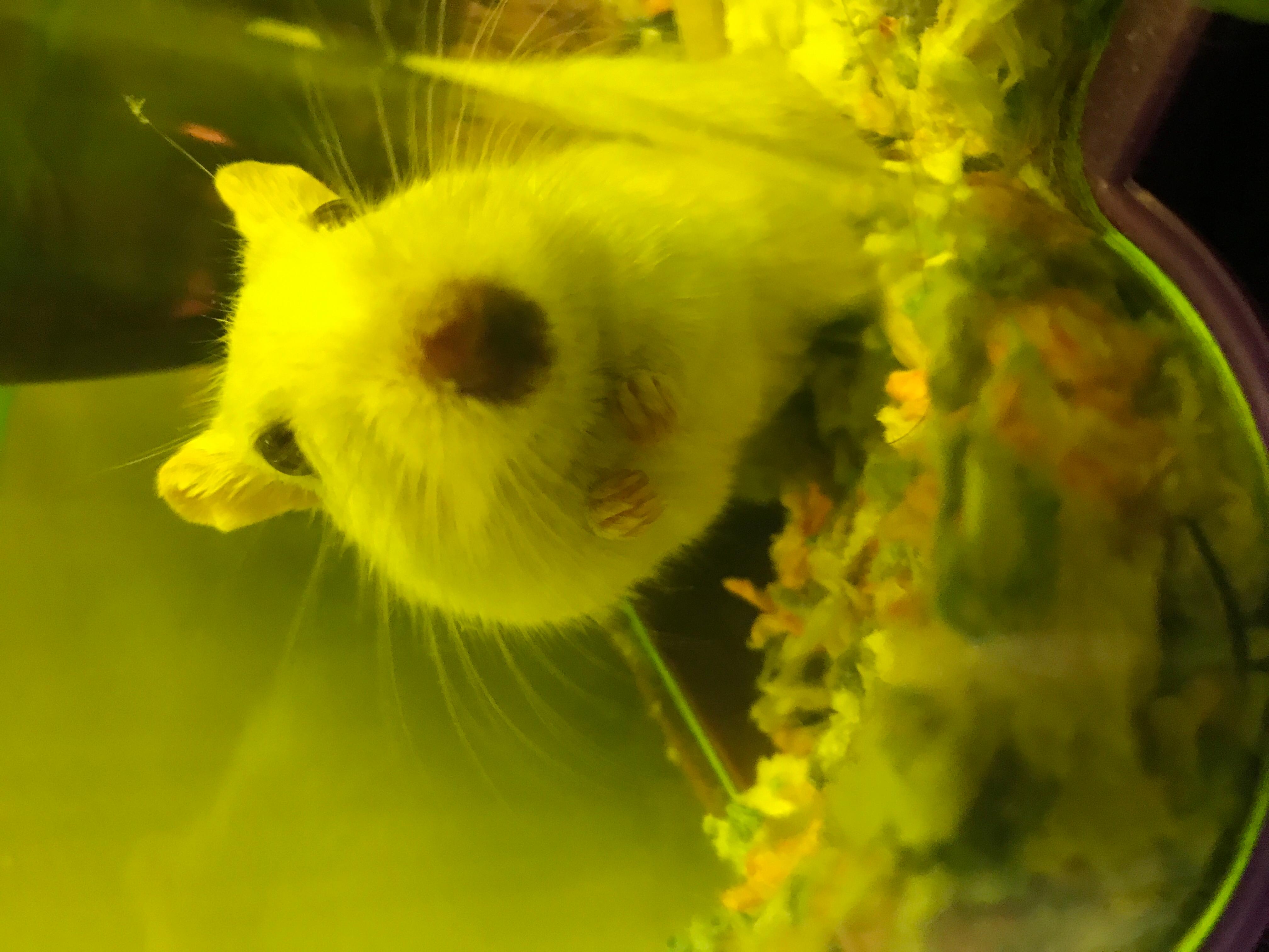 What to do if your gerbil's nose is sore and bleeding from chewing? | Petco
