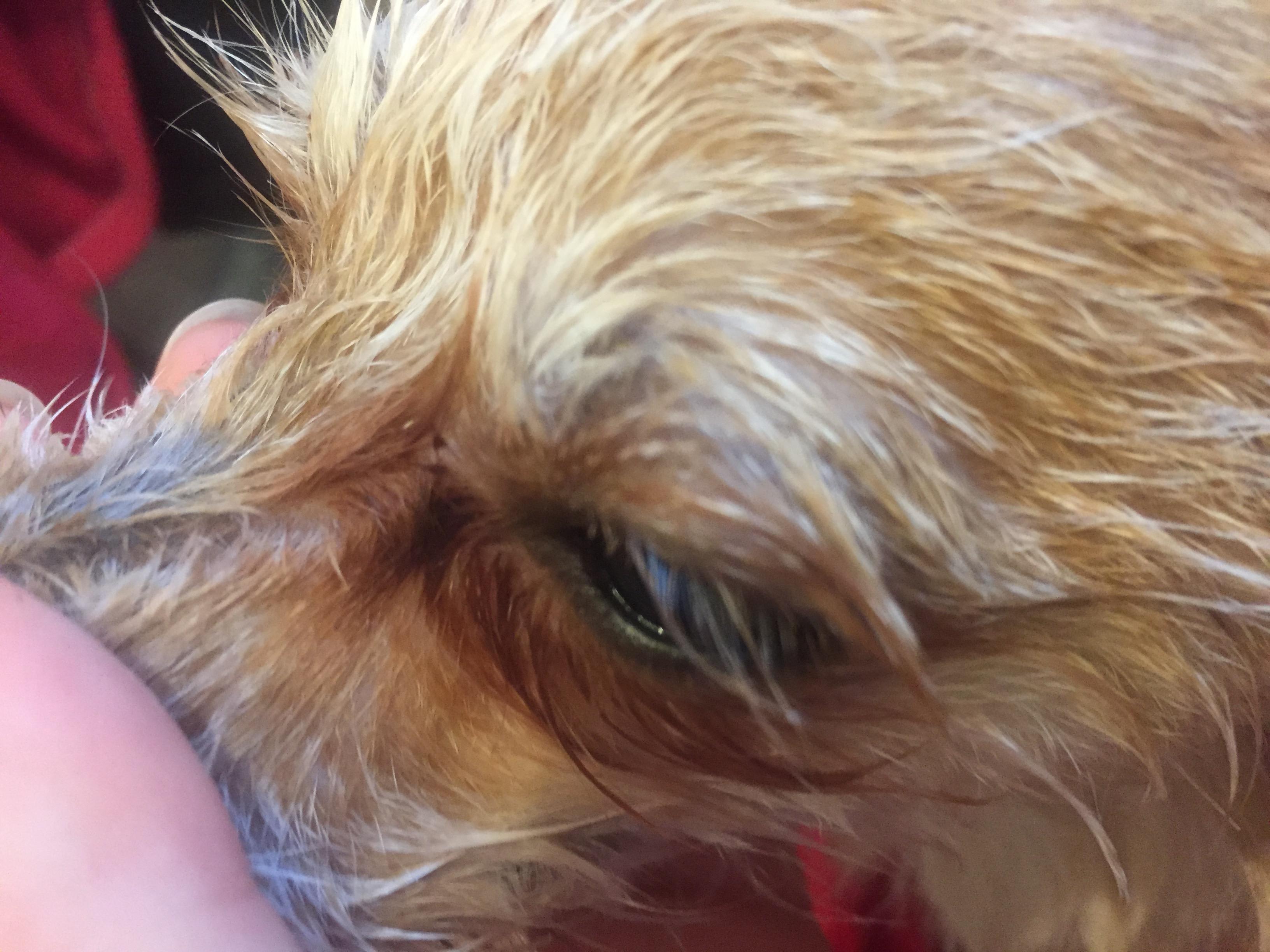 Does Your 9-Month-Old Dog Need Retained Baby Teeth Extracted? | Petco