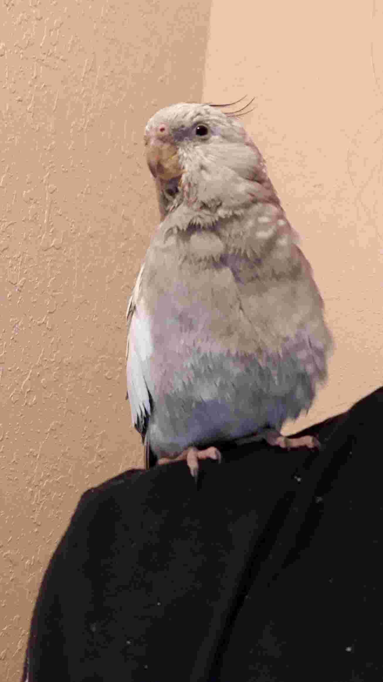 Why is my bird puffed up? Is it a health problem? Find out now | Petco