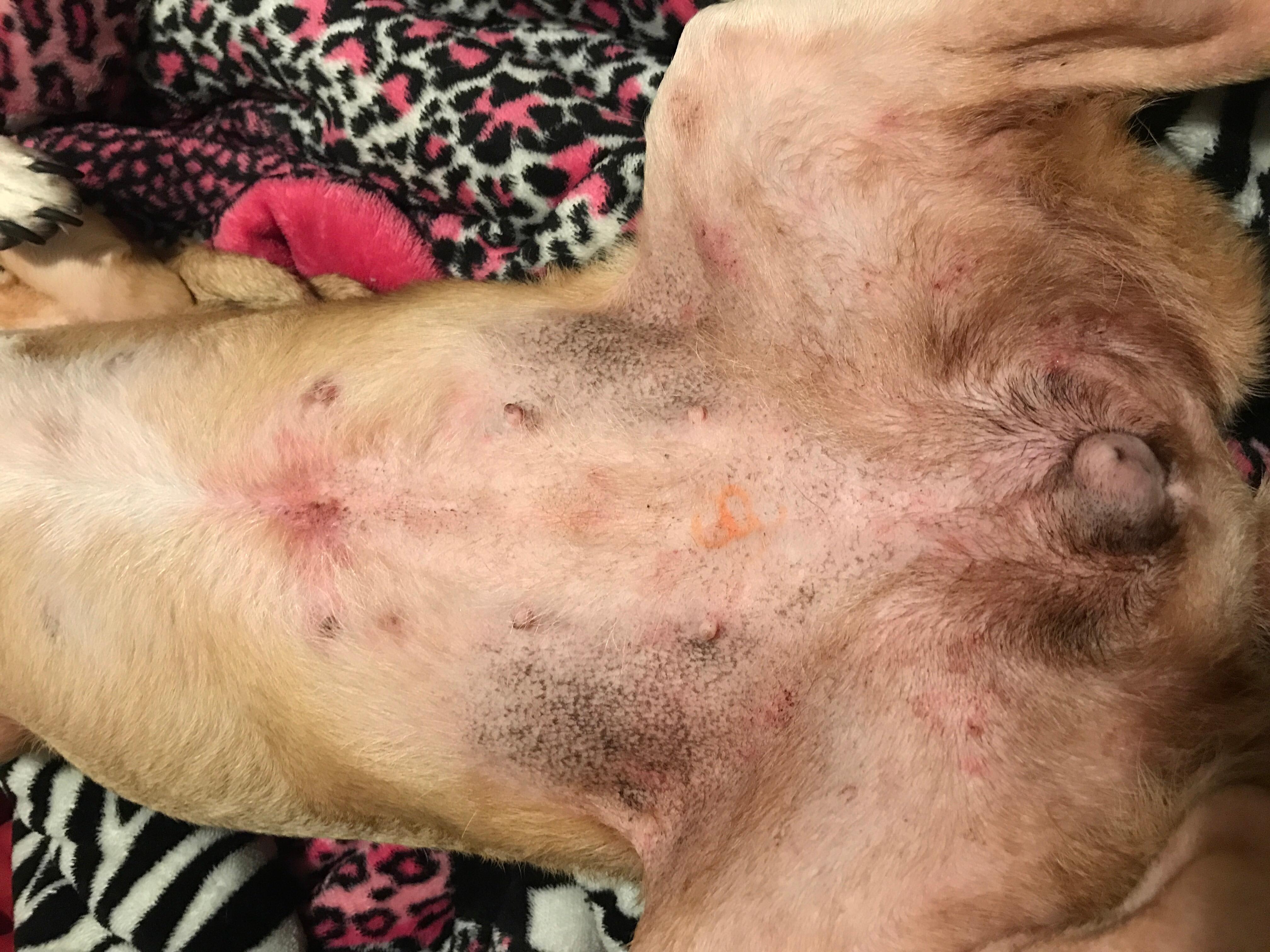 My Indoor Dog Has Fleas, Ticks, Bloody Rashes? Find Help | Petco